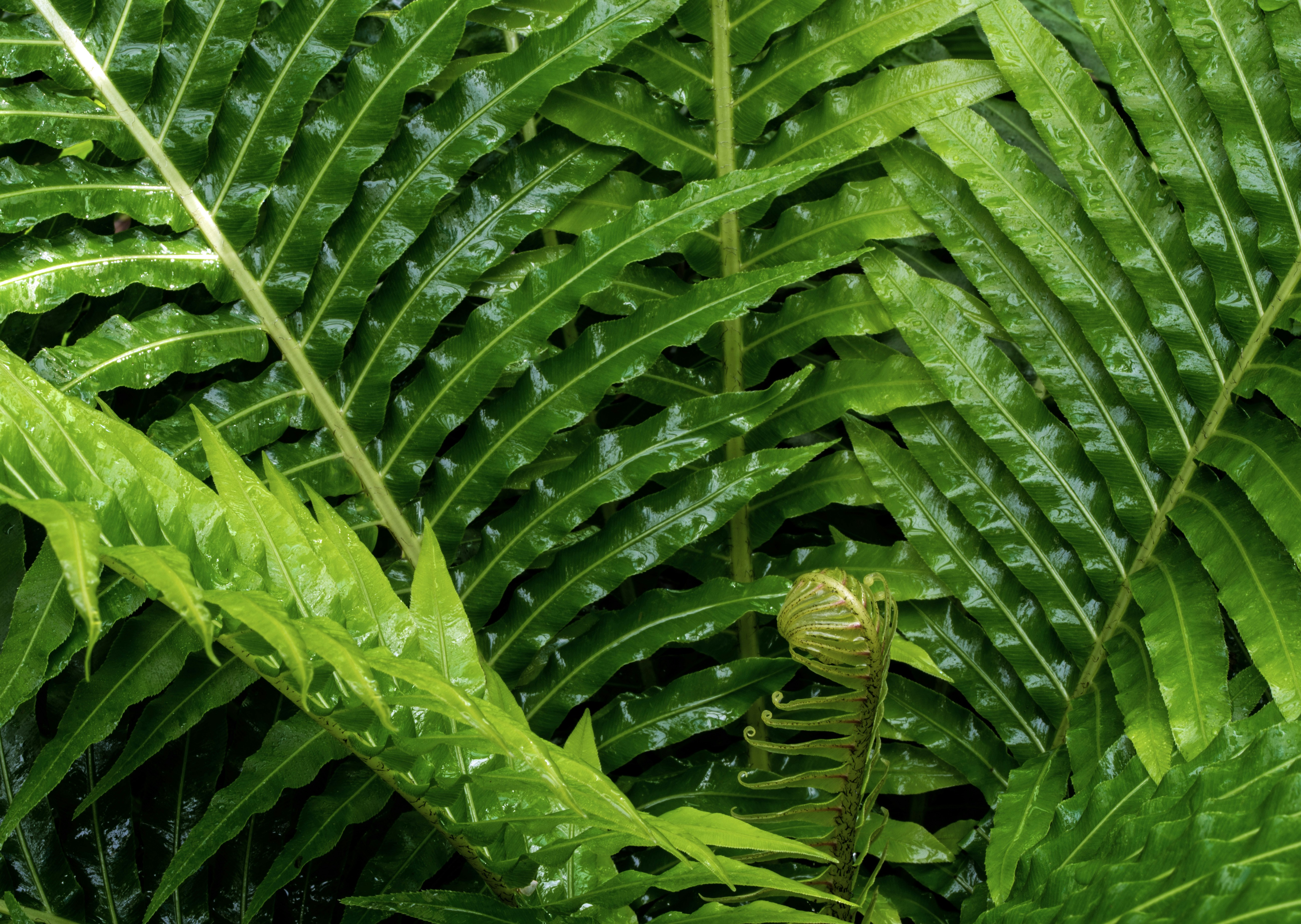 Coiled Fern Fiddlehead Emerges Through a Sea of Green