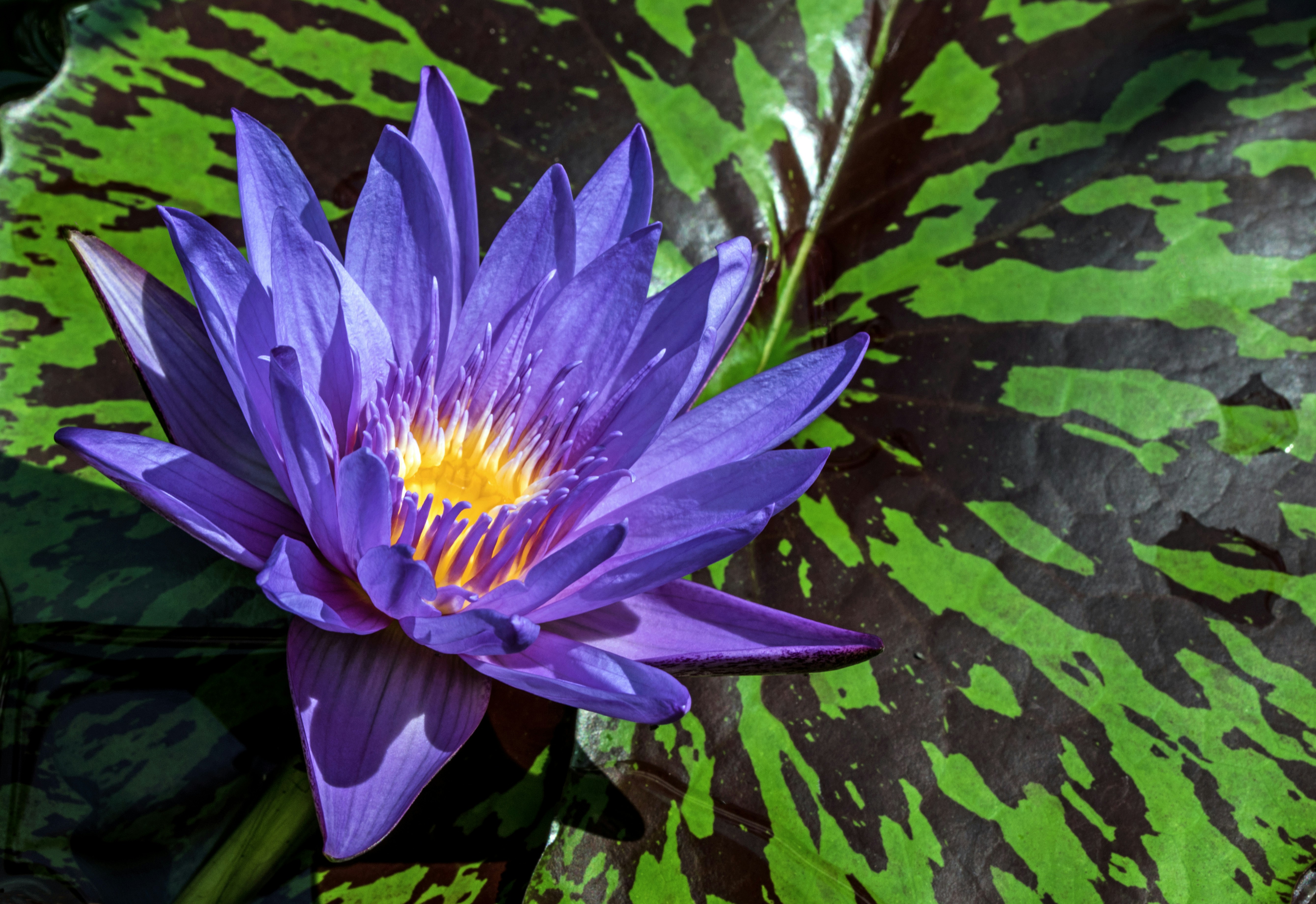 Violet Water Lily on a Striped Emerald Canvas