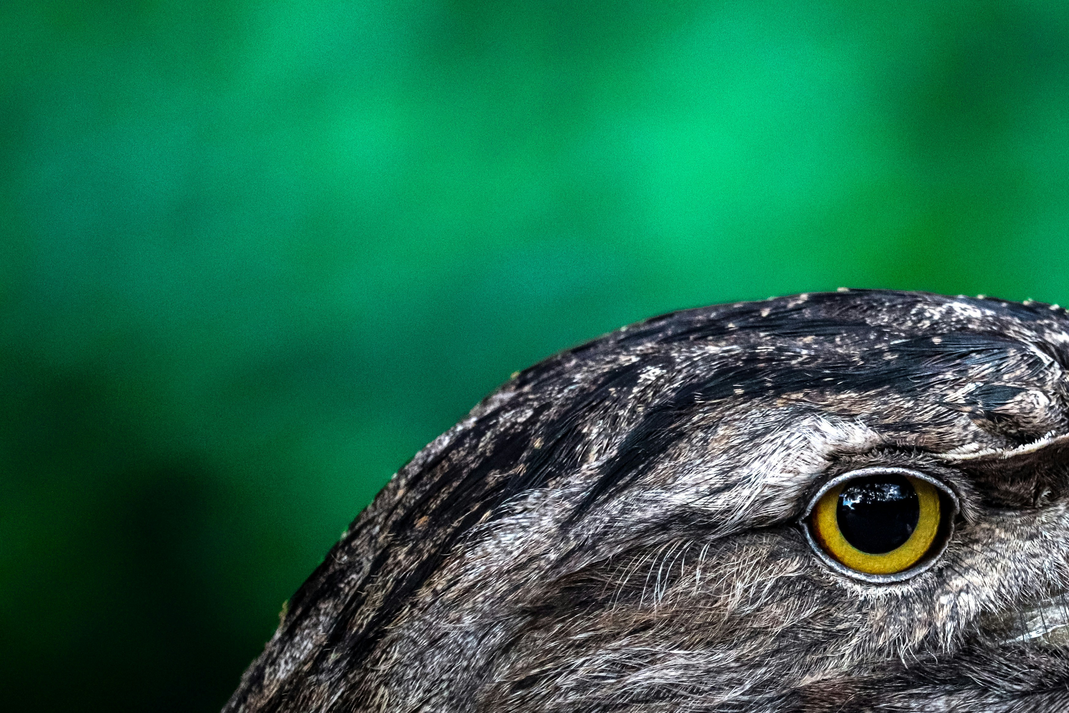 Gilded Iris: A Close-Up of an Owl's Gaze Against Emerald Blur