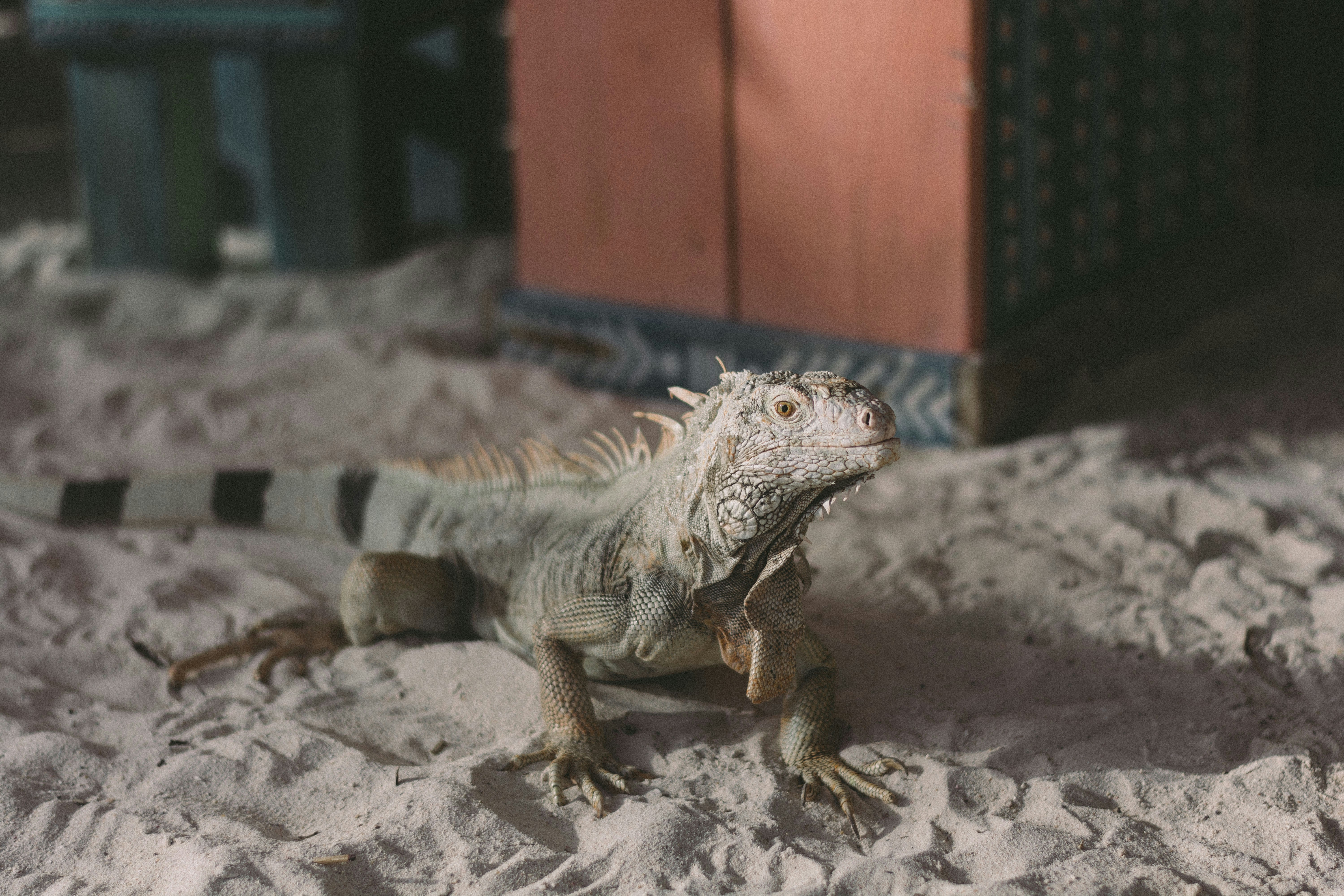 Crested Gaze on Sand: A Bearded Dragon Pauses by a Weathered Crate