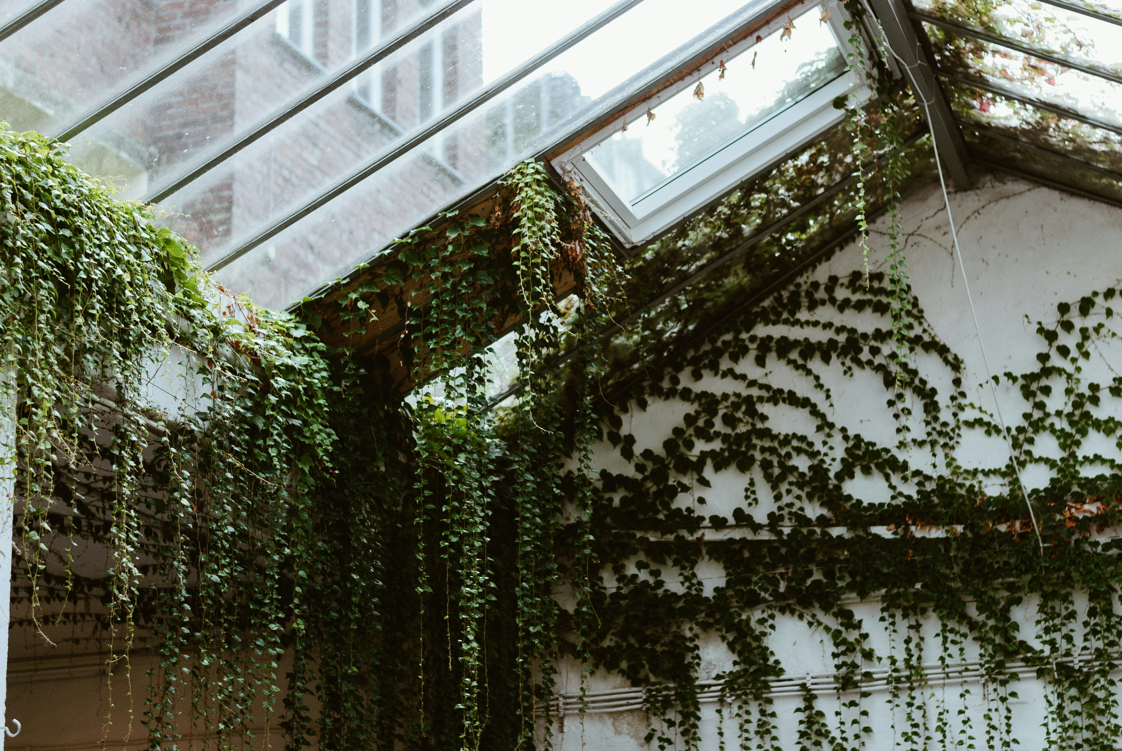 Green vines cascading from a glass ceiling, intertwining along a white wall.