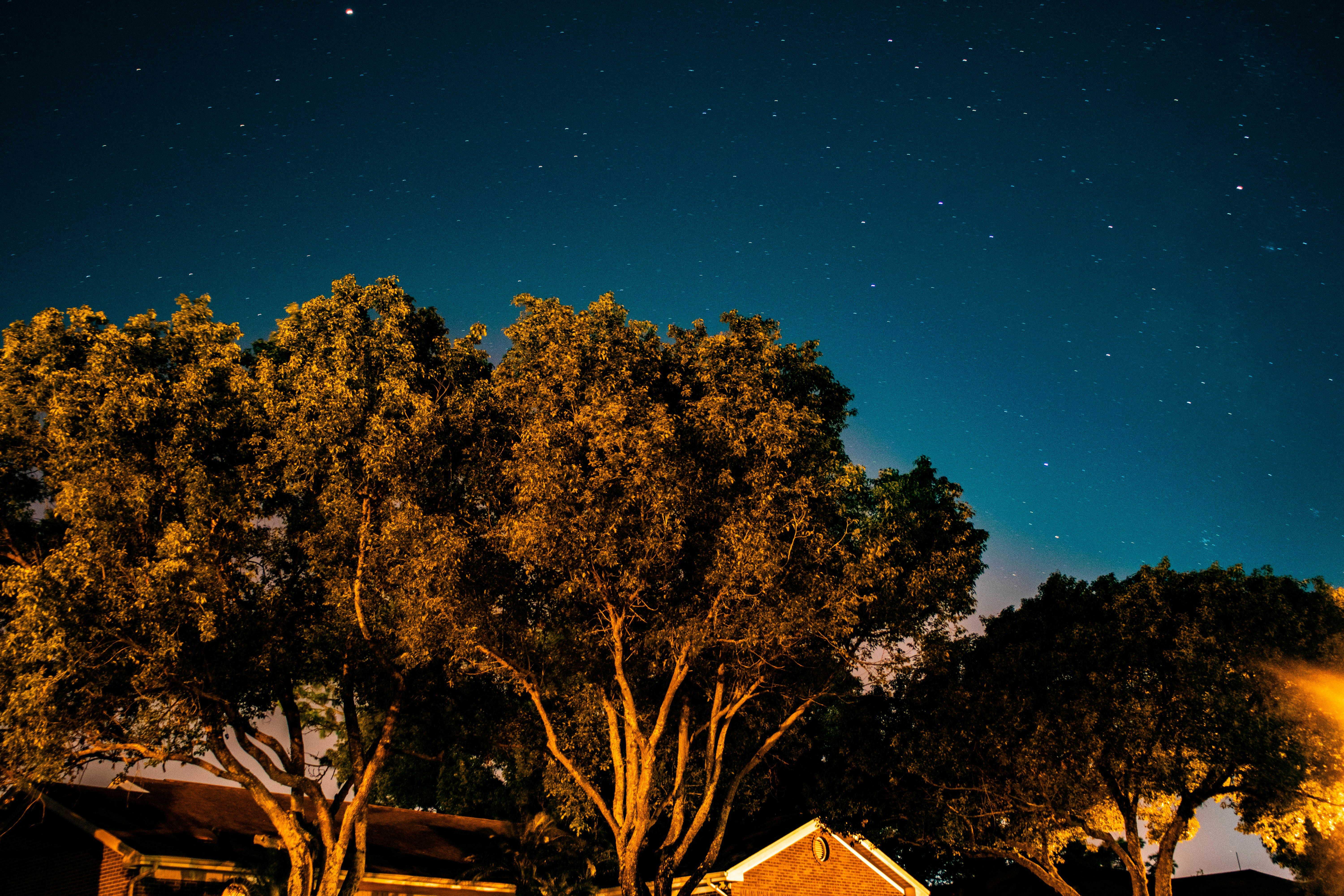 Starlit Canopy Over Suburban Trees