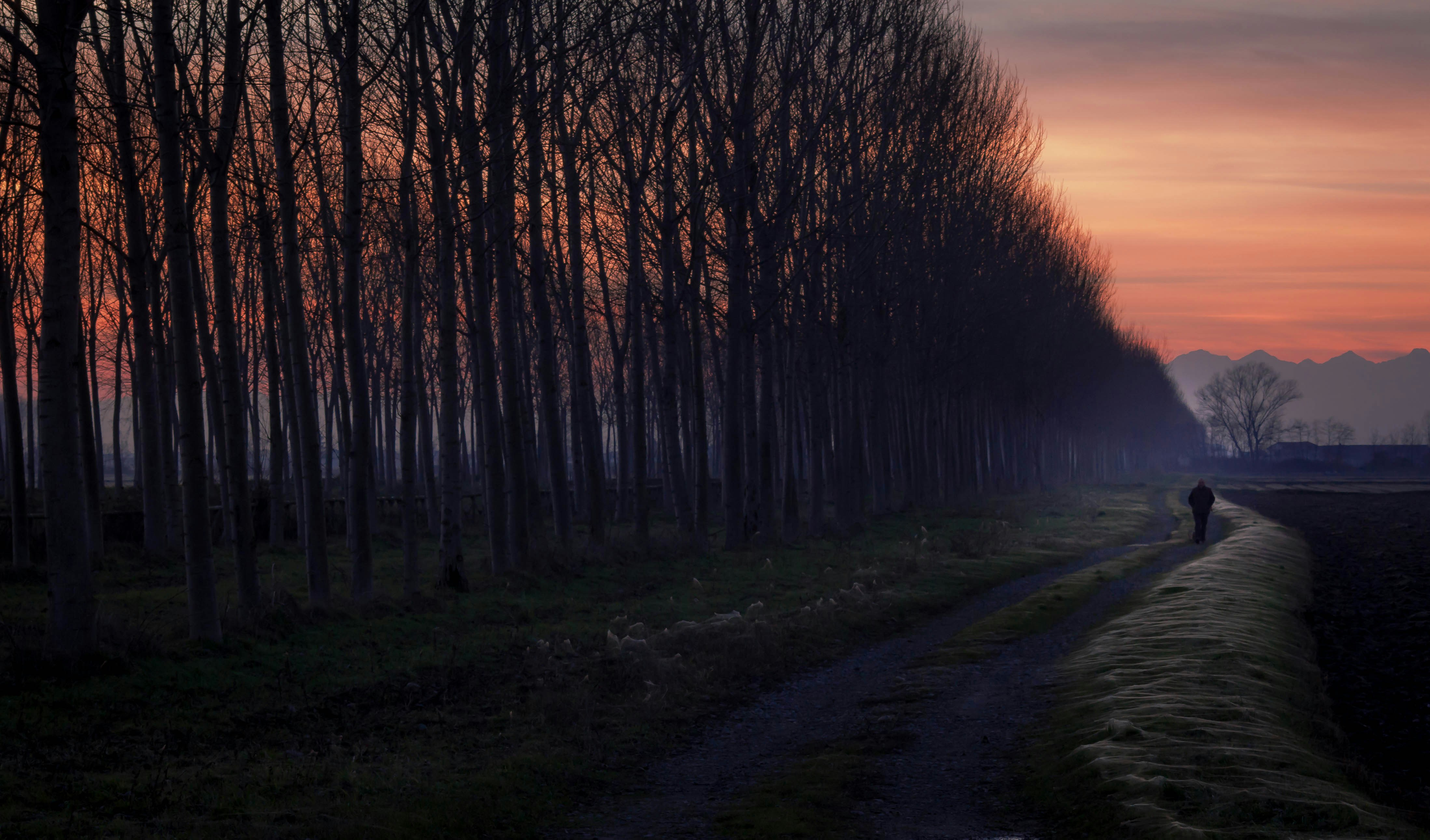 Twilight on the Tree-Lined Lane: A Lone Figure at Dusk