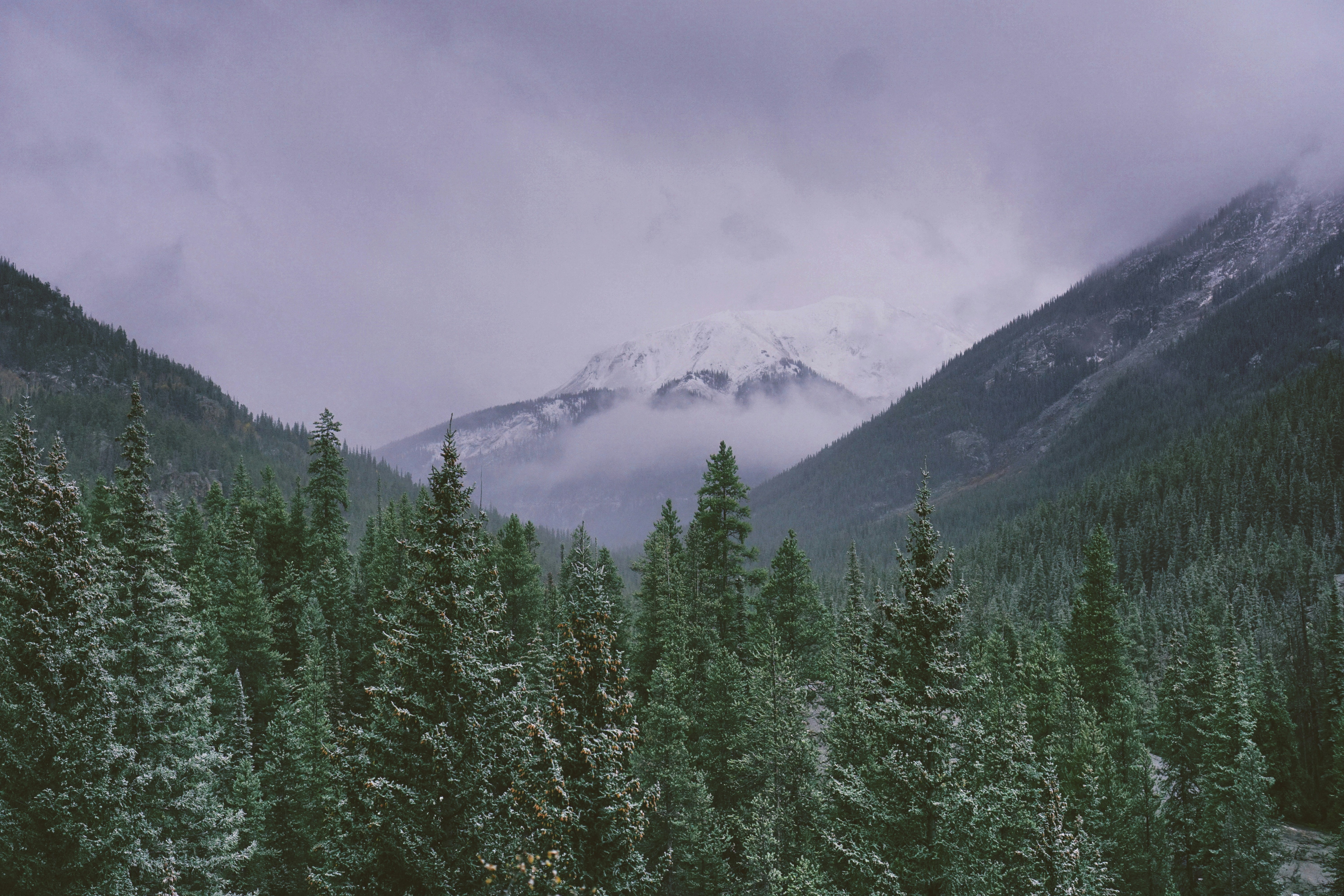 Snow-capped mountain peak shrouded in mist, framed by a foreground of dense evergreen forest under a cloudy sky.