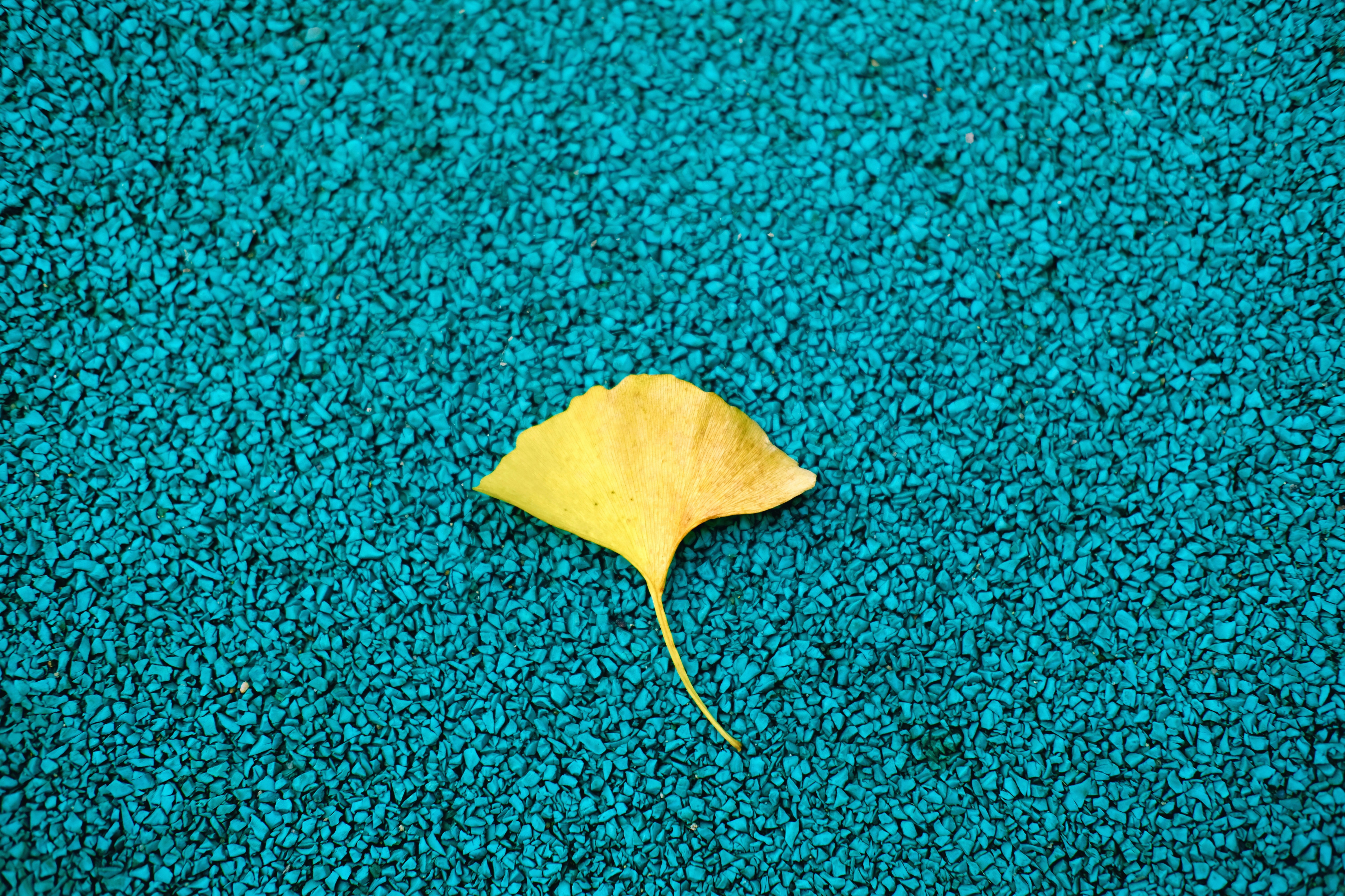 Ginkgo on Turquoise Pebbles: A Quiet Study in Color