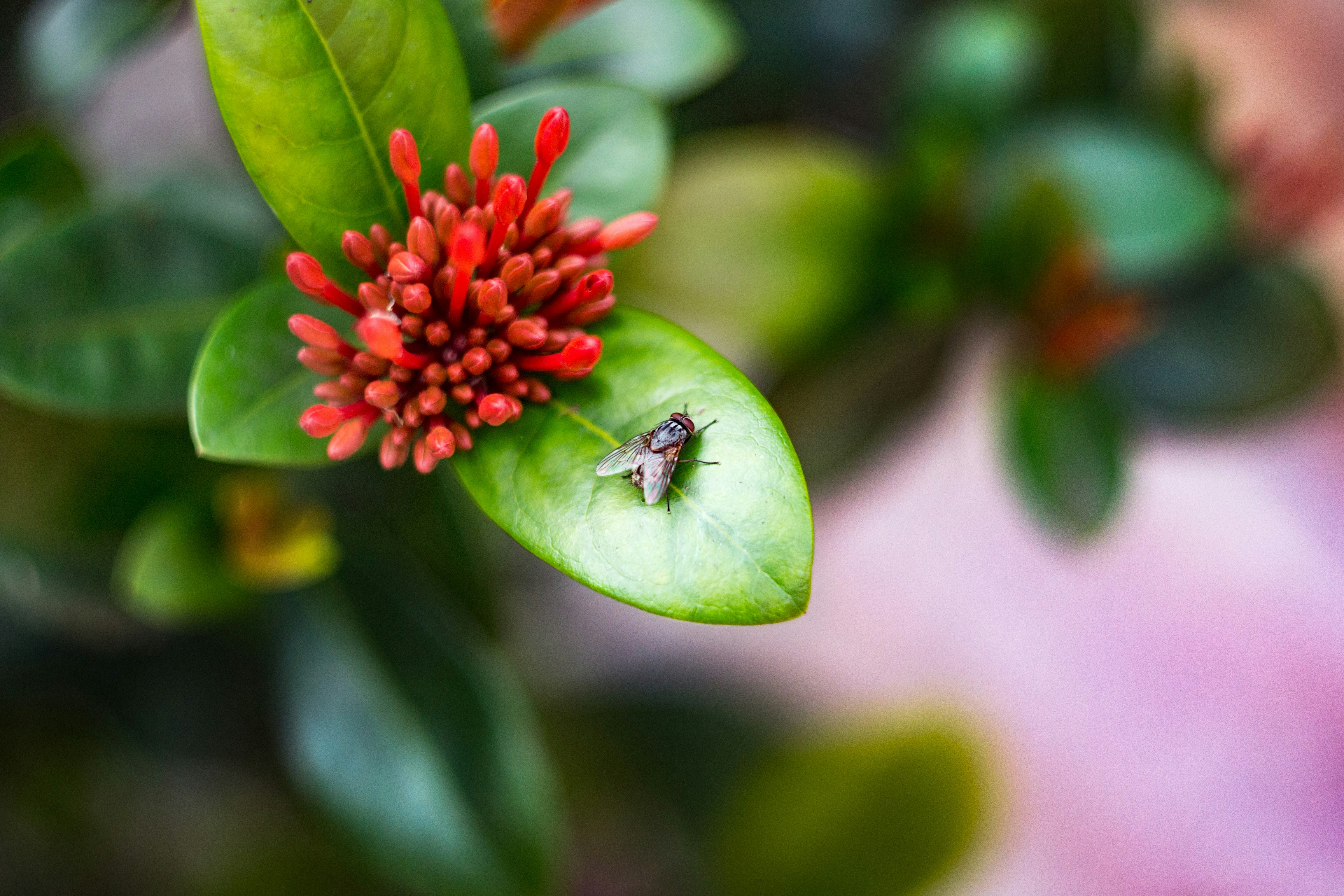 Crimson Bud on a Leaf: A Tiny Insect Awakens the Quiet Foliage