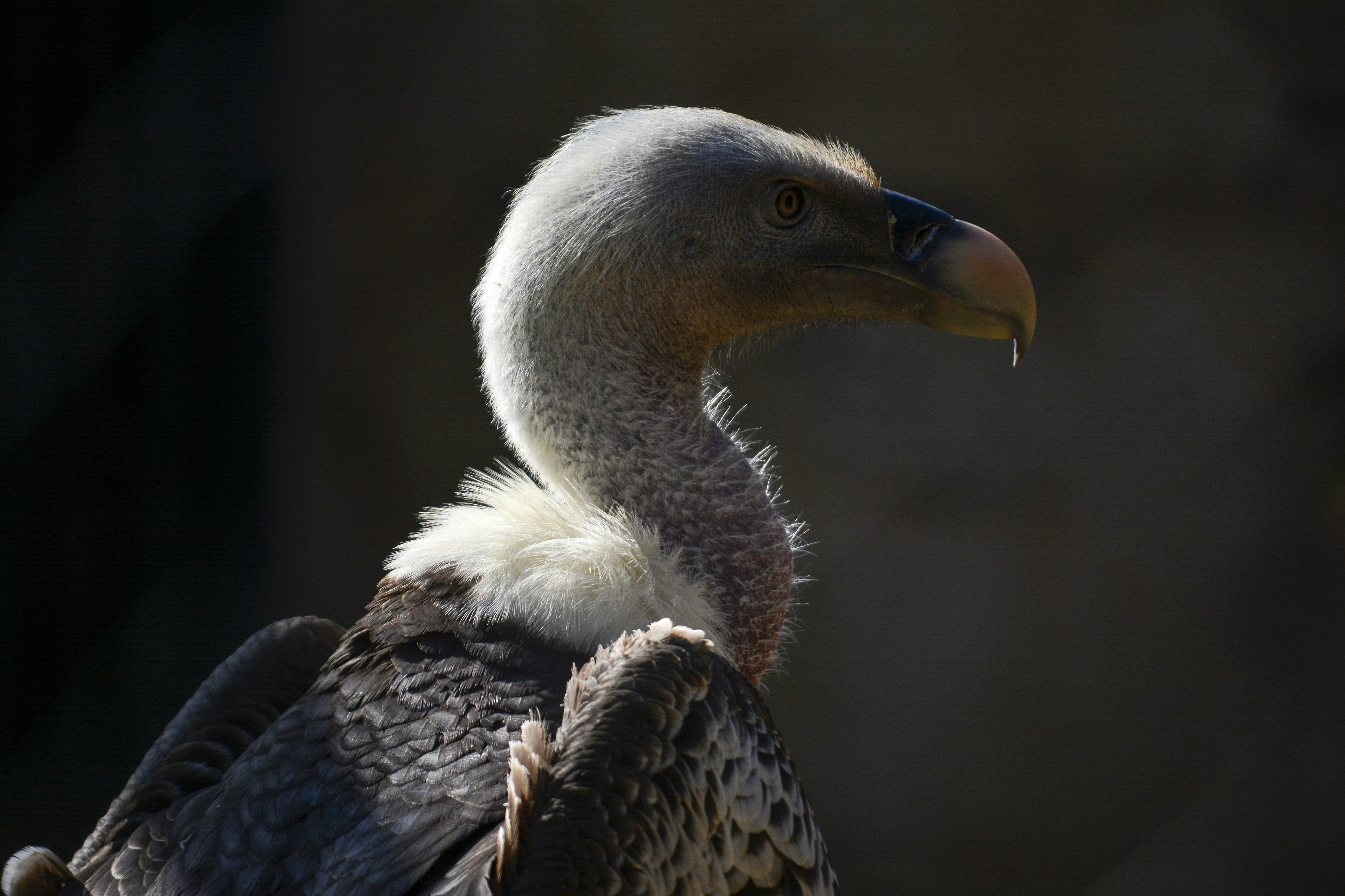 Gaze of the Silent Sentinel: Vulture in Velvet Shadows