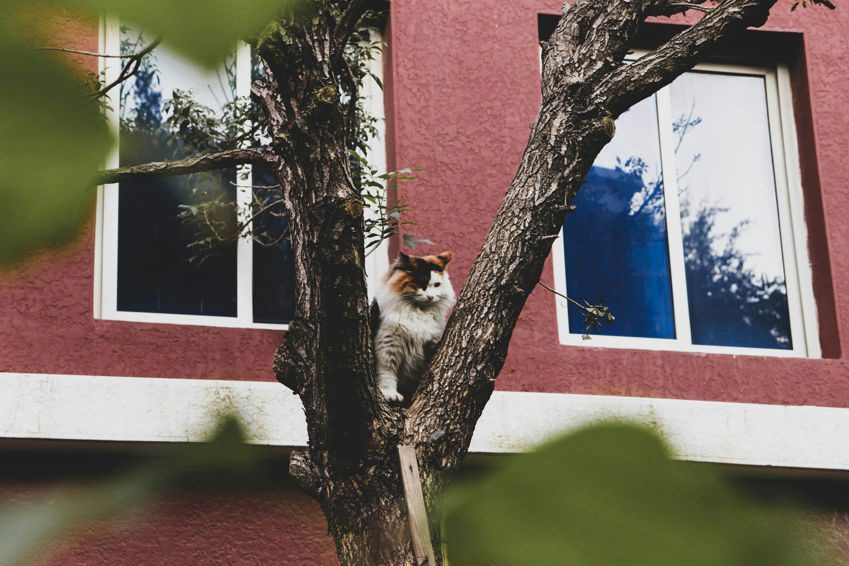 Curious Cat Among Branches: Quiet Moment in Front of a Red Facade