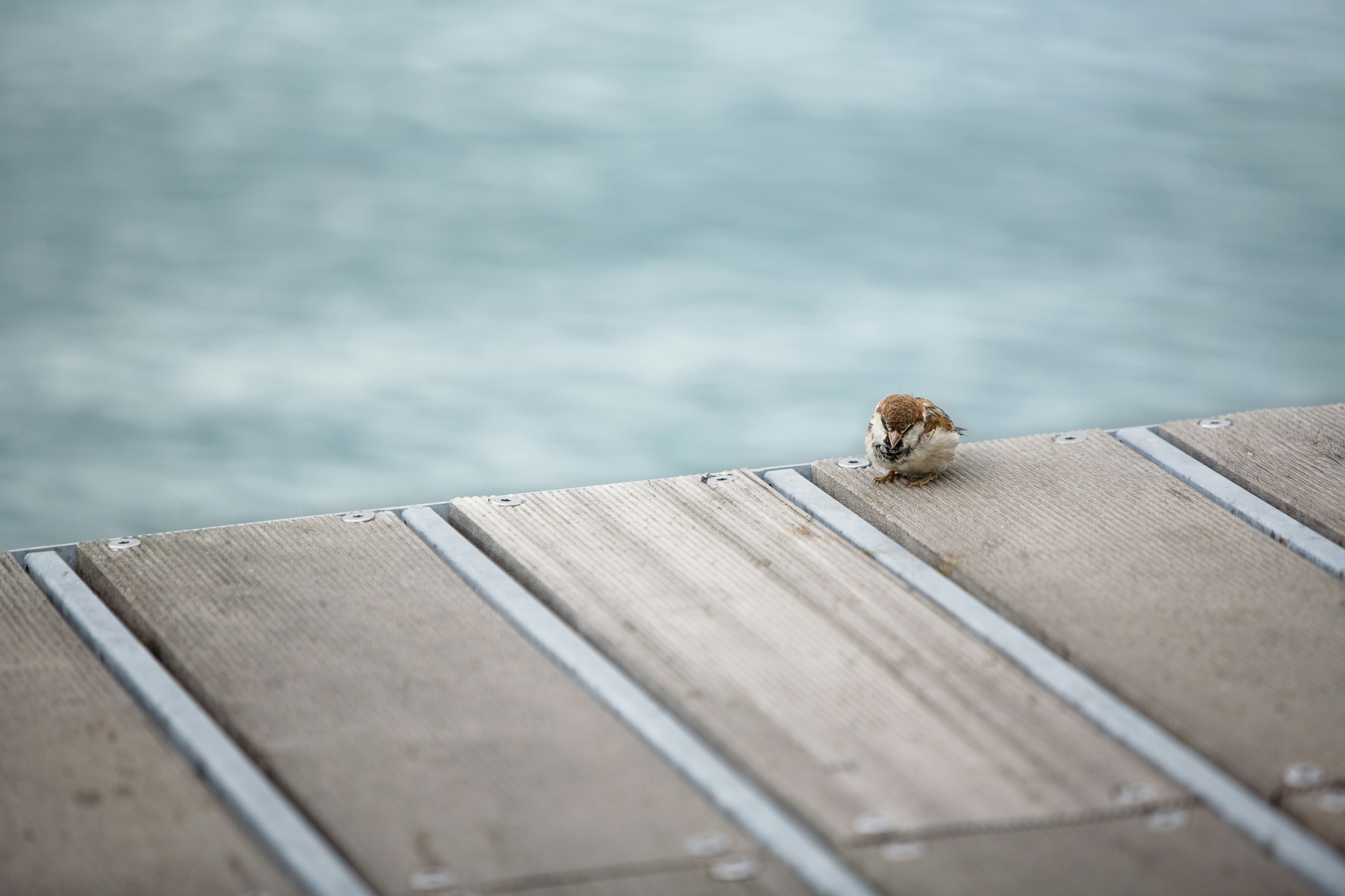 Lonely Crane: A Tiny Moment at the Brink of the Pier