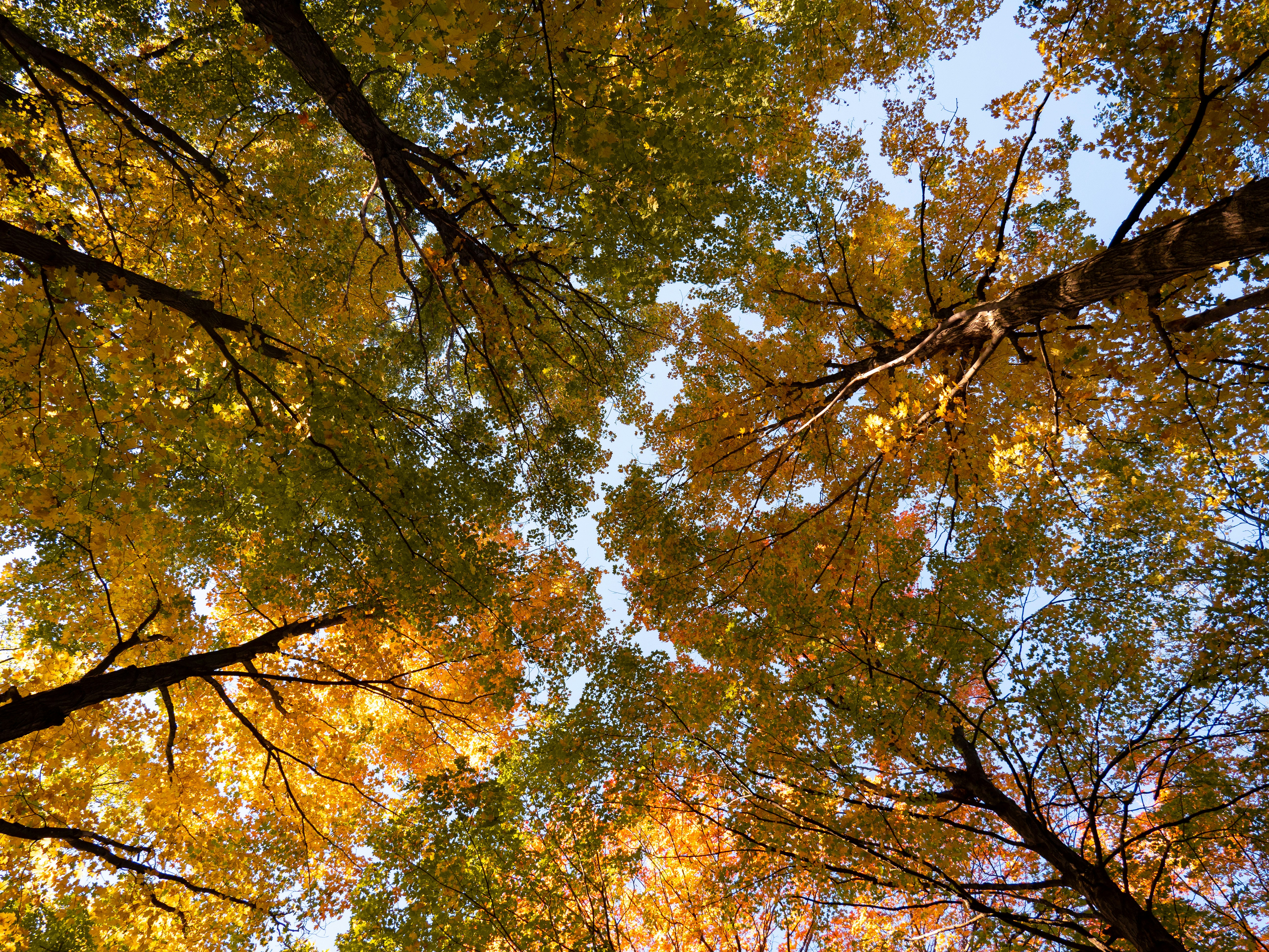 Green and yellow trees photo – Free Flushing county park Image on Unsplash