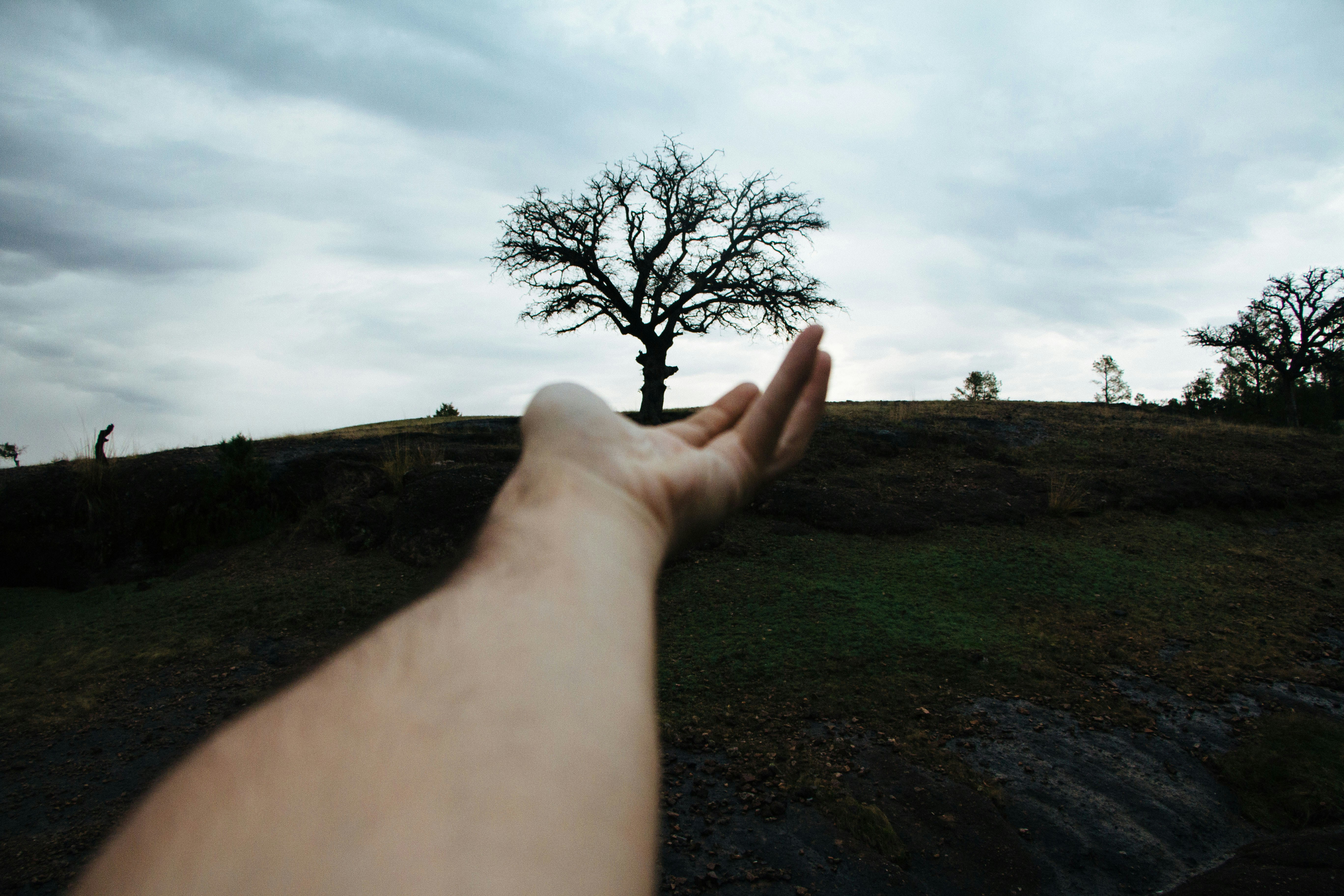 Person pointing tree photo – Free Purple Image on Unsplash