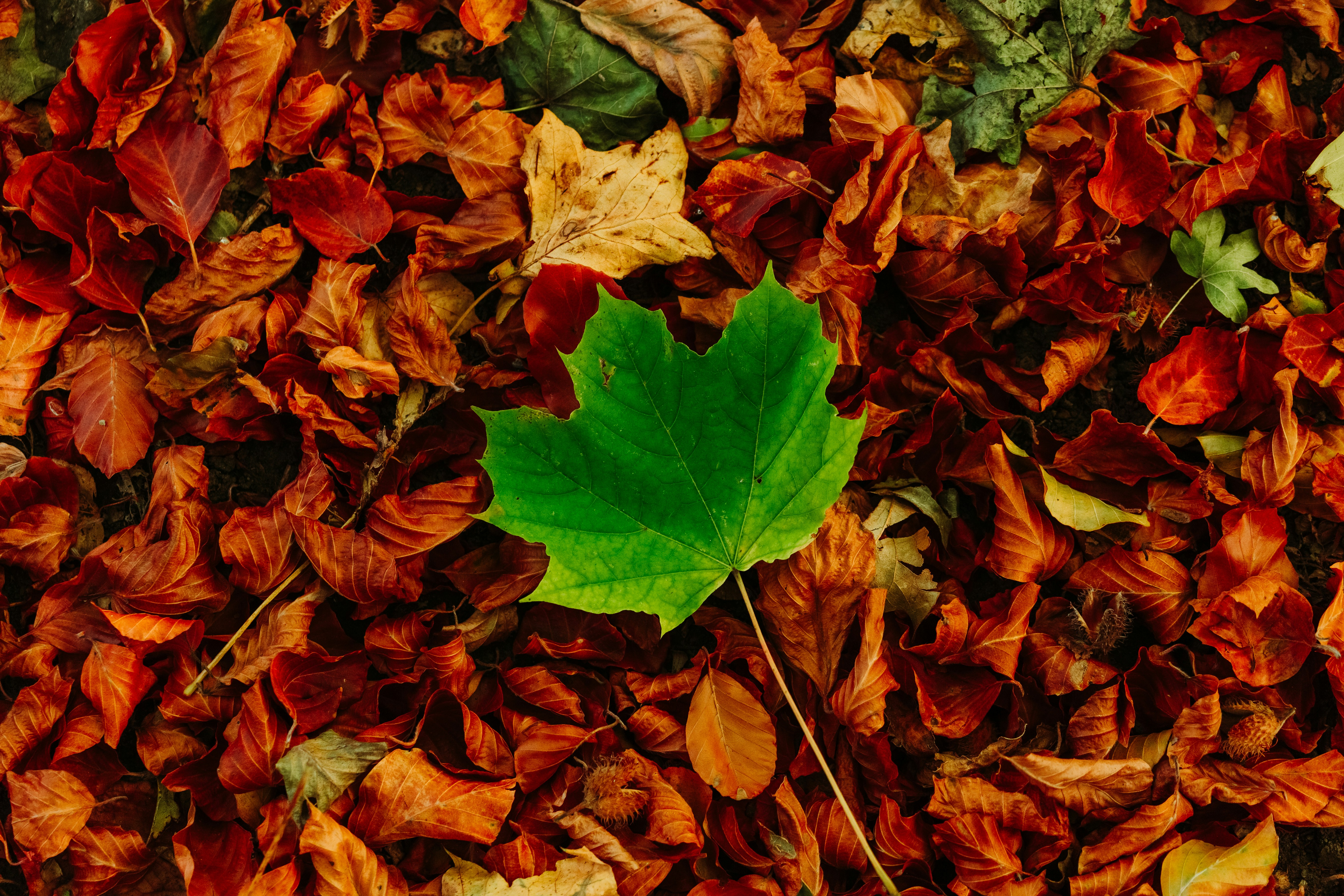 A vibrant green maple leaf stands out against a carpet of autumn leaves in shades of red and brown.