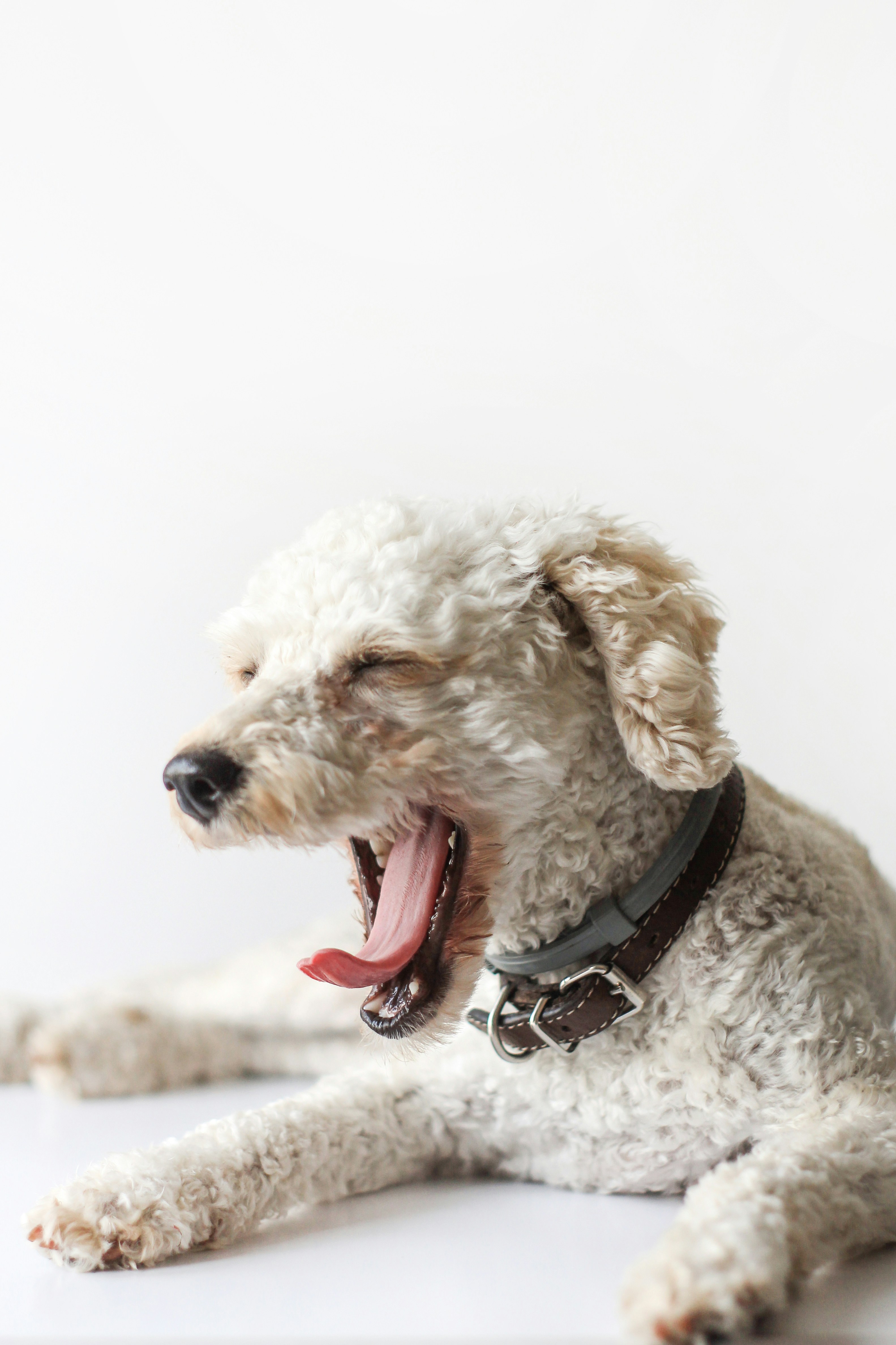 Yawning in the Spotlight: A Fluffy Dog on a Pristine White Backdrop