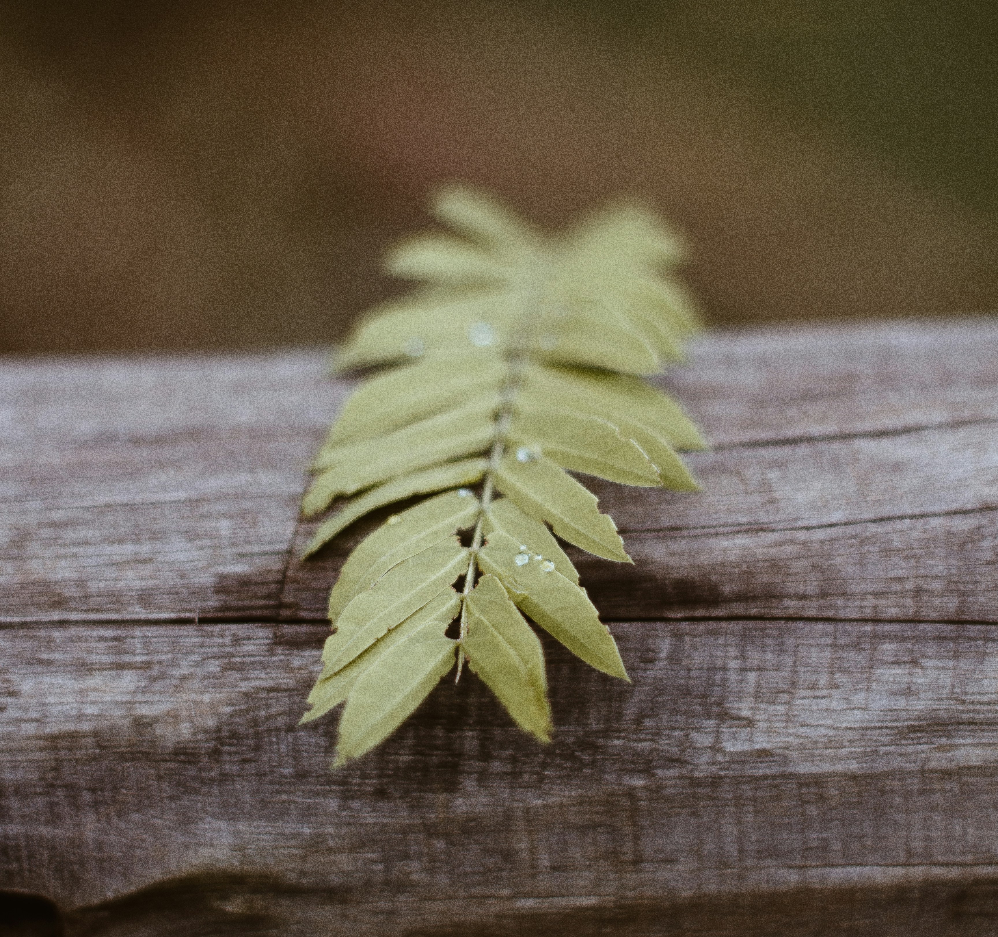 Fern Frond on Weathered Wood: A Quiet Macro Moment