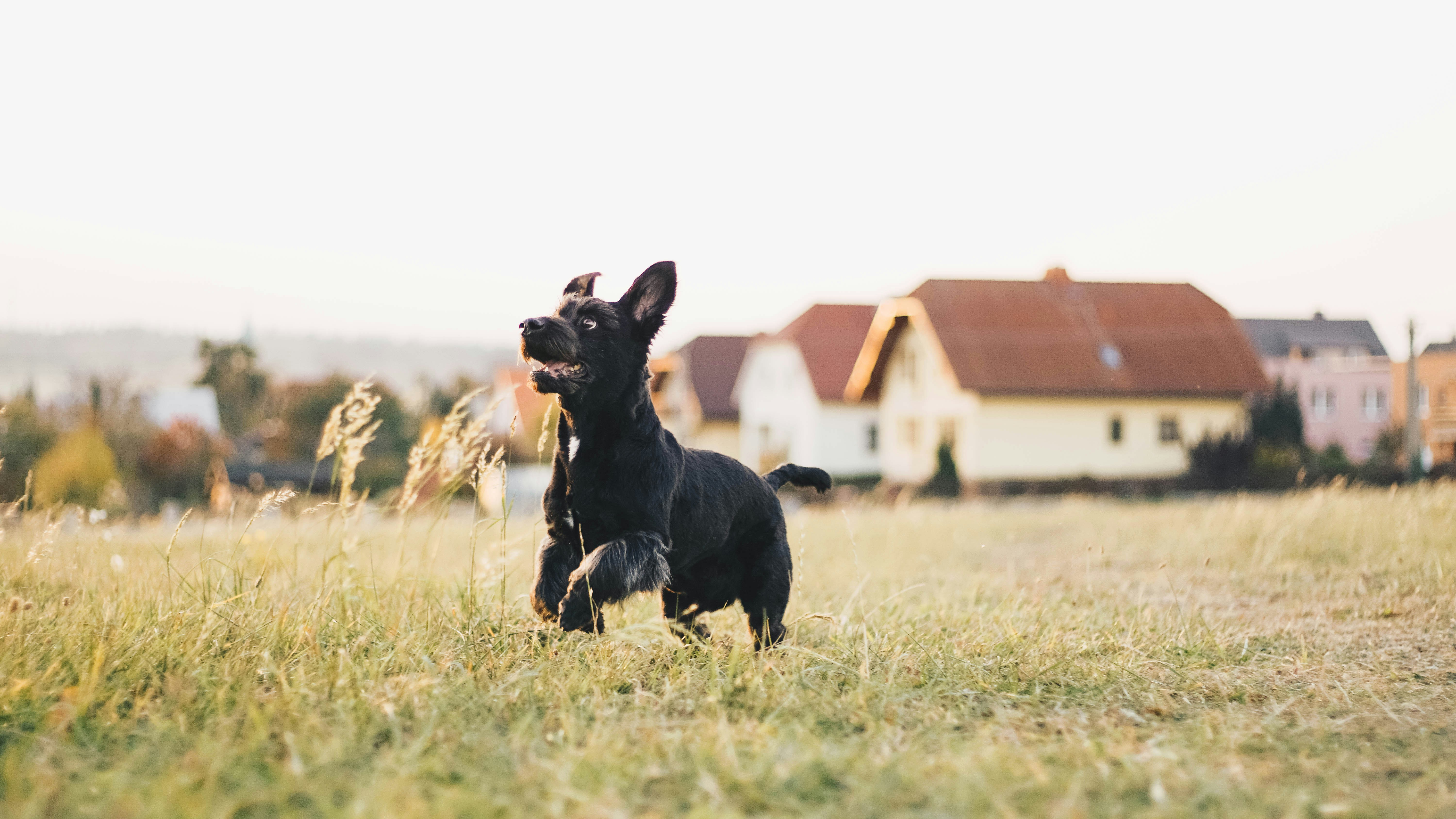 A small black dog runs across a sunlit grassy field with houses in the distance, capturing a moment of motion and play in a suburban setting.