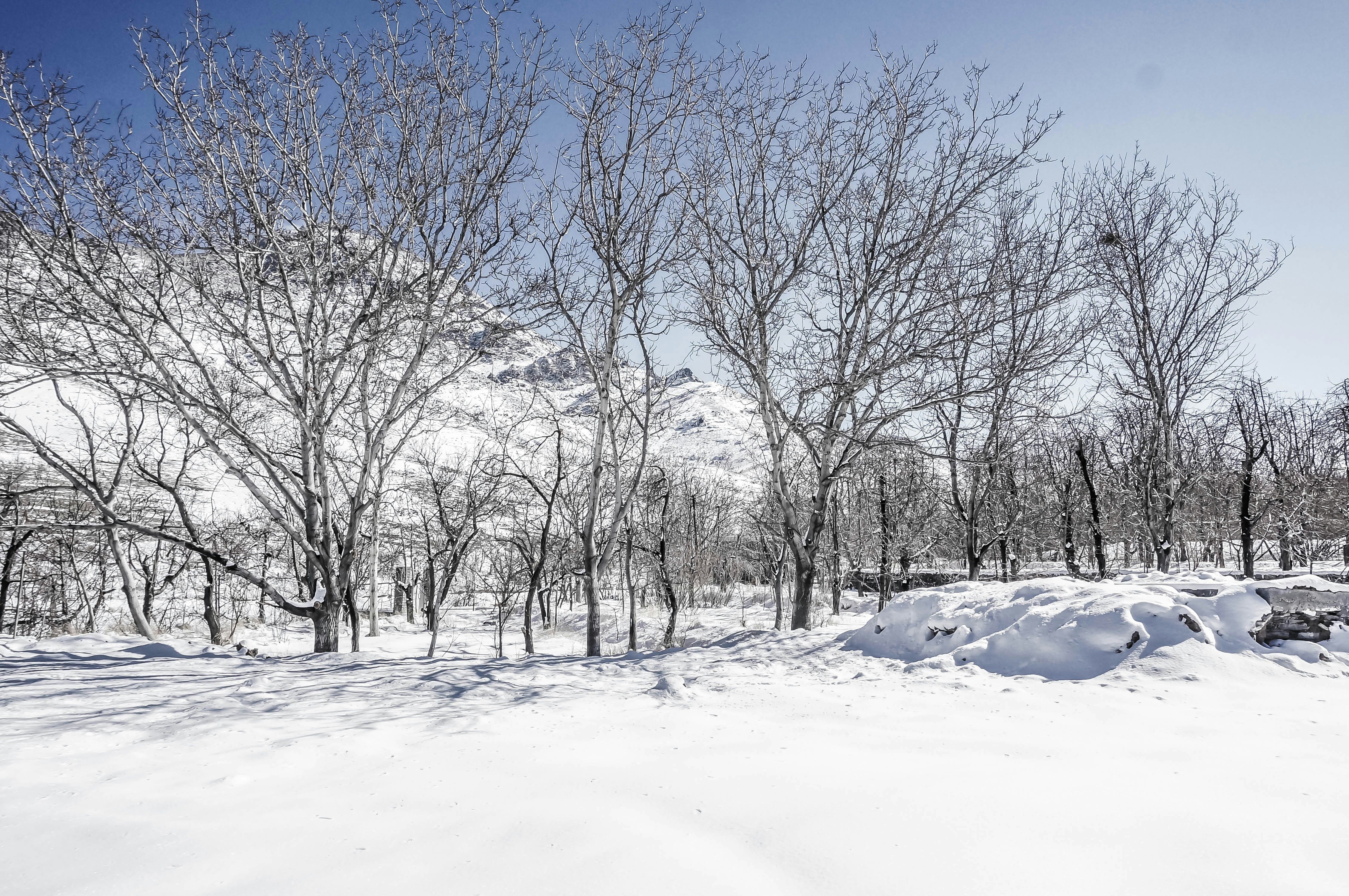 Bare tree on snowfield photo – Free Grey Image on Unsplash