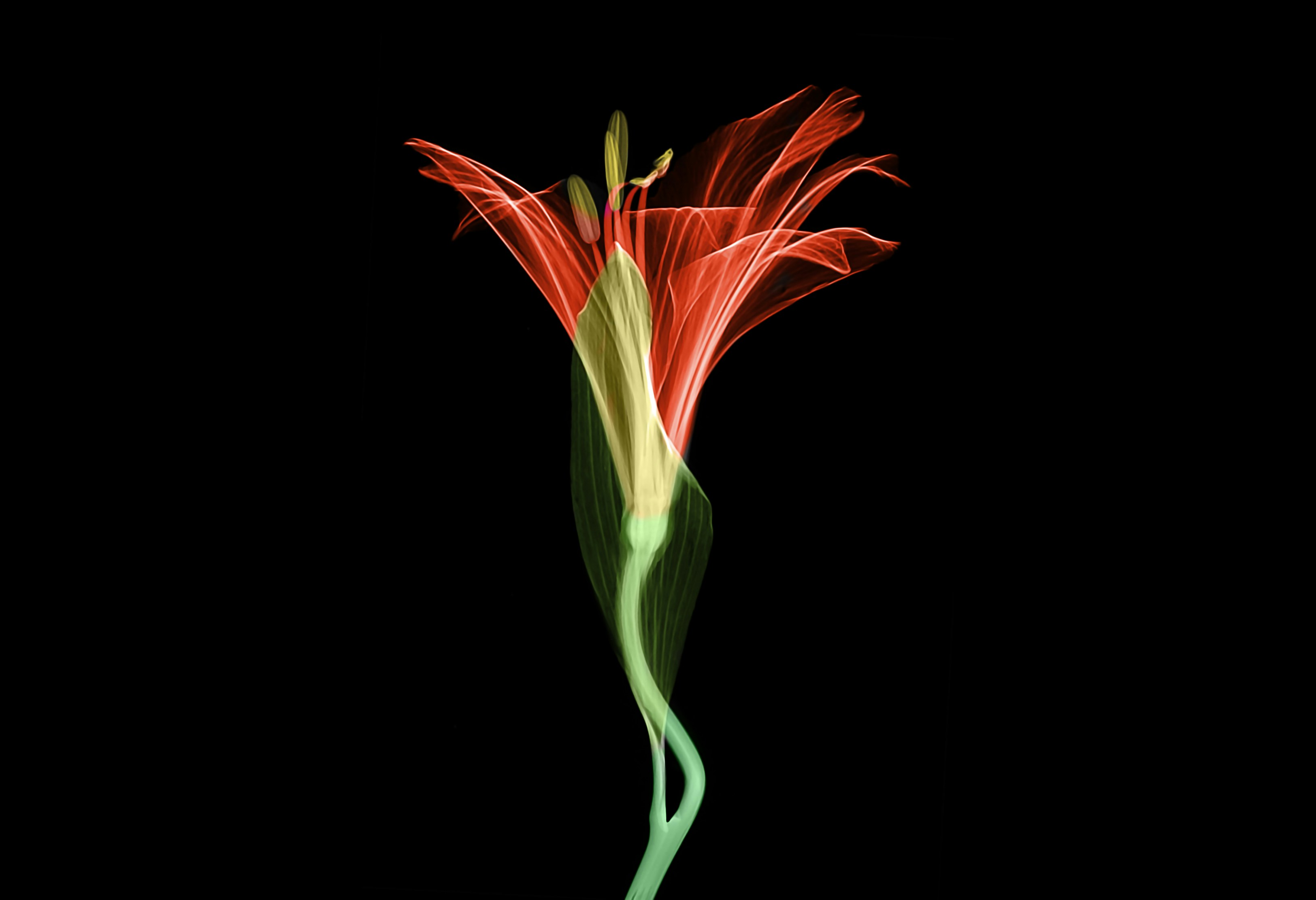 Red and gray flower digital wallpaper photo – Free United states Image ...