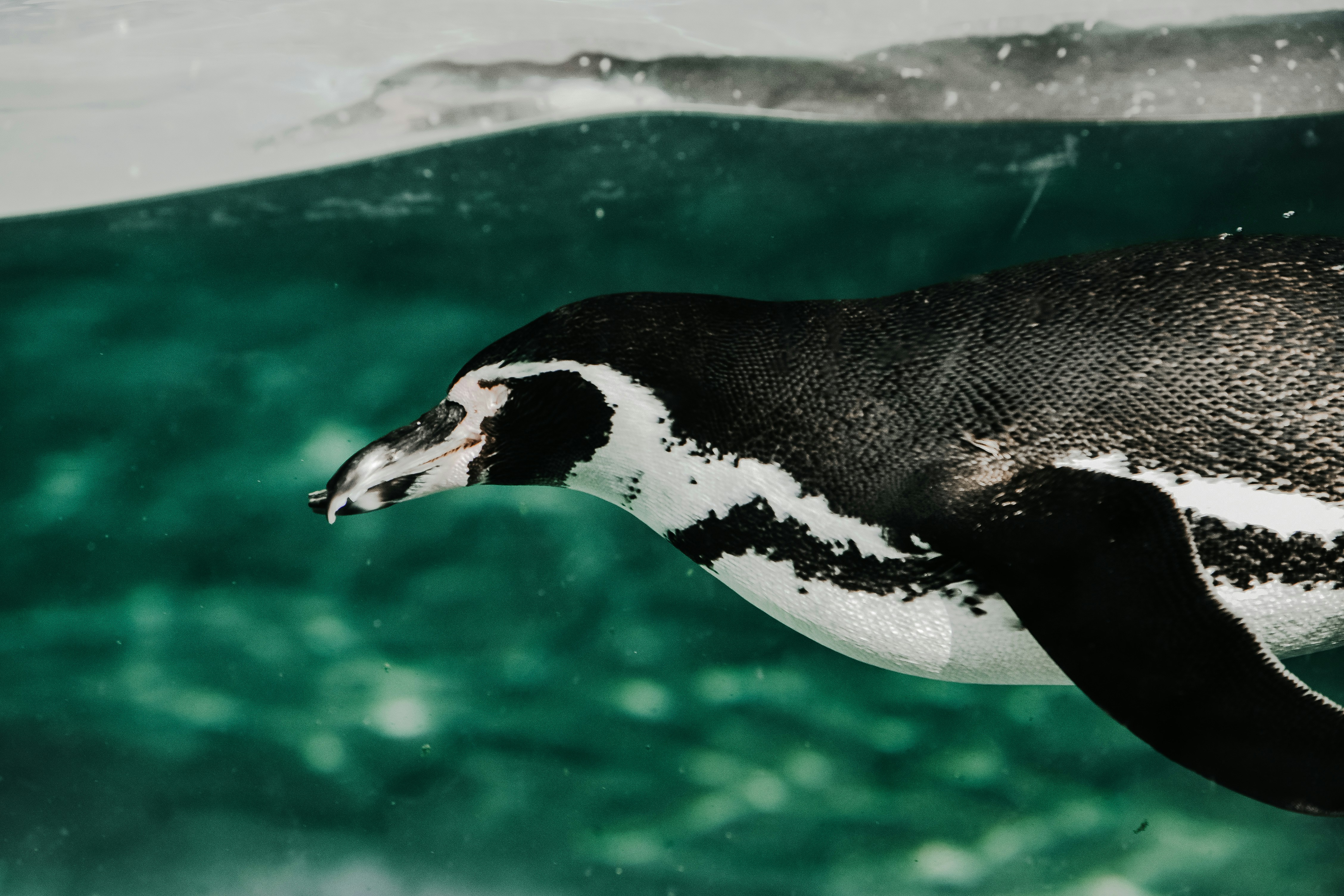 Icebound Glide: Penguin Slicing Through Turquoise Depths