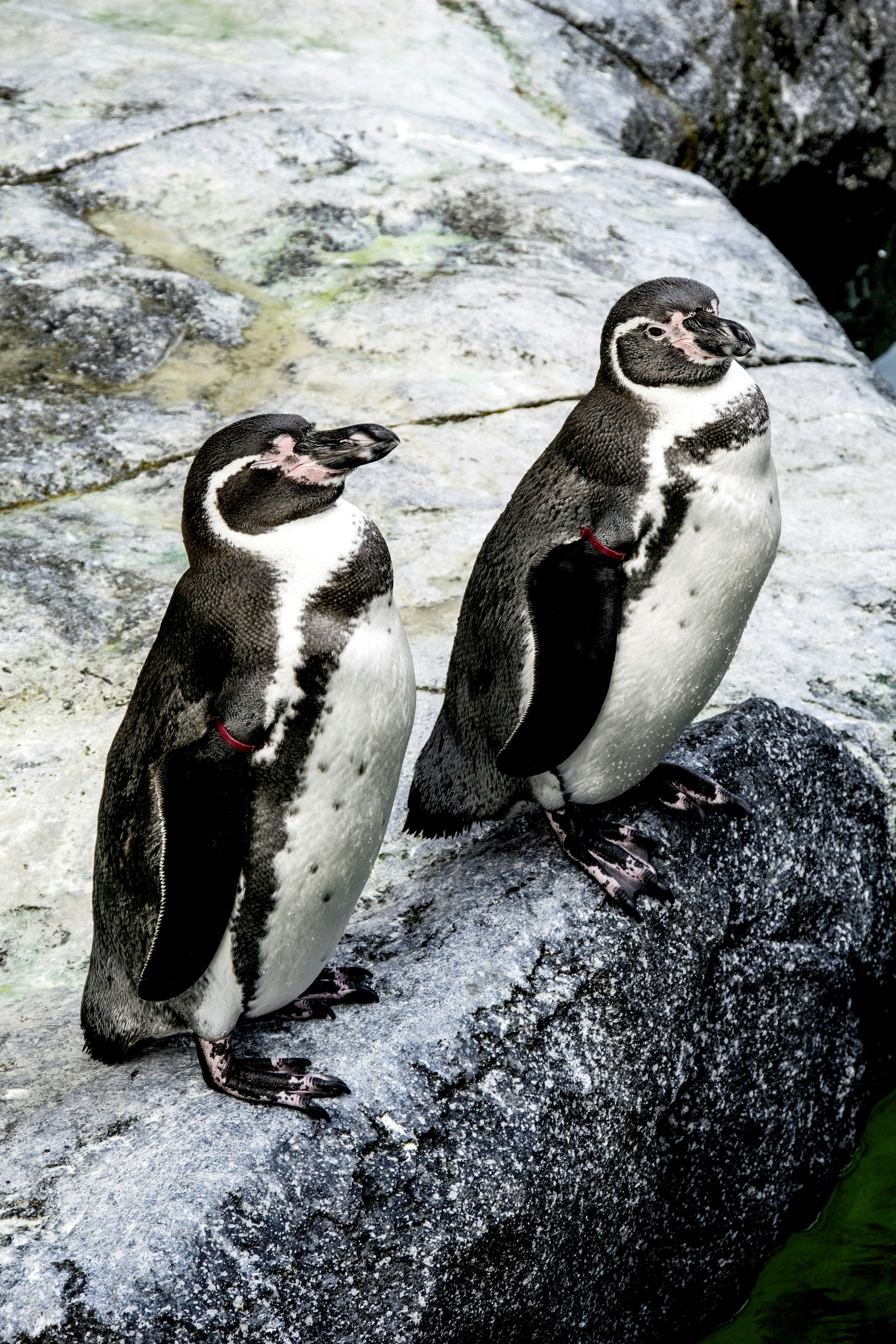 Two penguins standing on a rugged stone surface by green water.