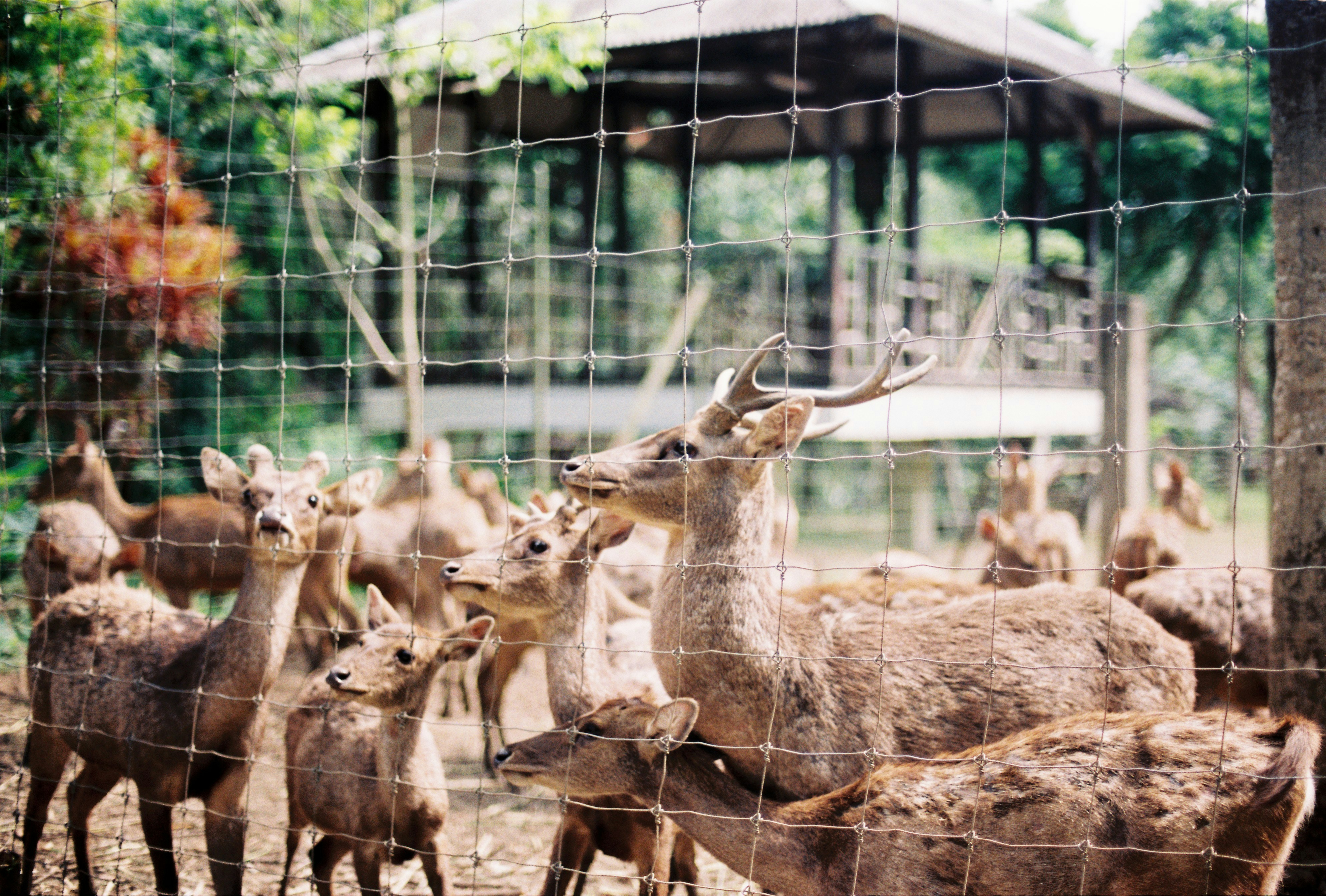 Herd at the Fence: A Quiet Moment Behind the Netting