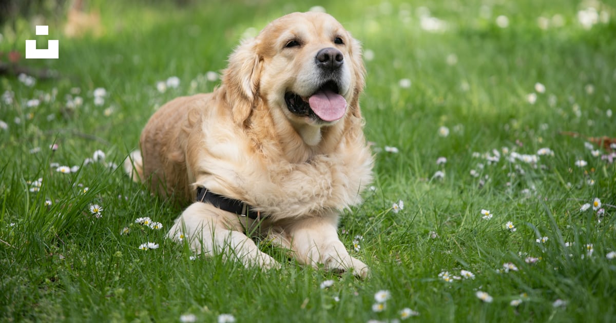 Adult golden retriever sitting on green grass photo – Free El pardo ... Adult golden retriever sitting on green grass photo – Free El pardo ...