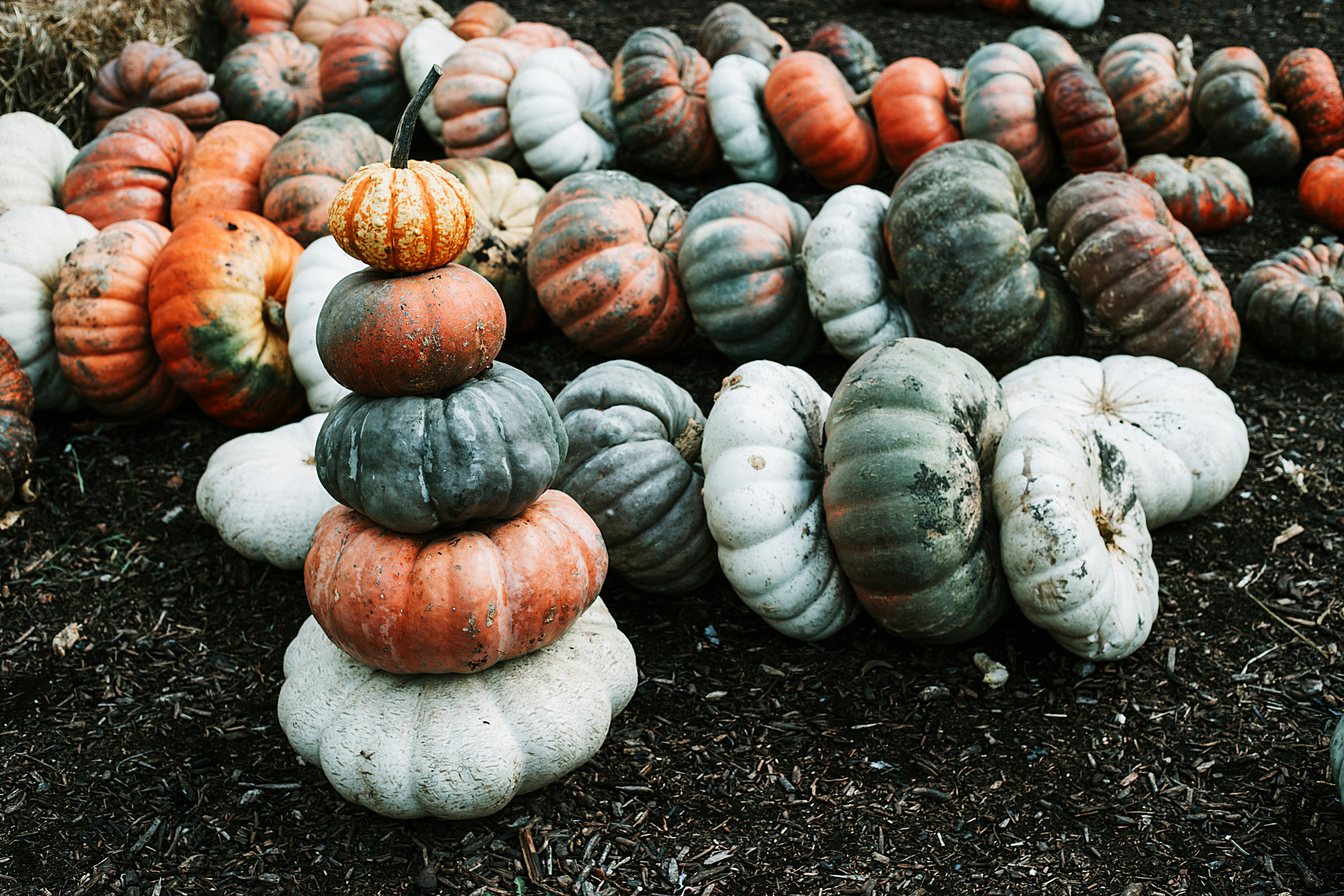 Colorful pumpkins stacked on earthy ground in a rustic arrangement.
