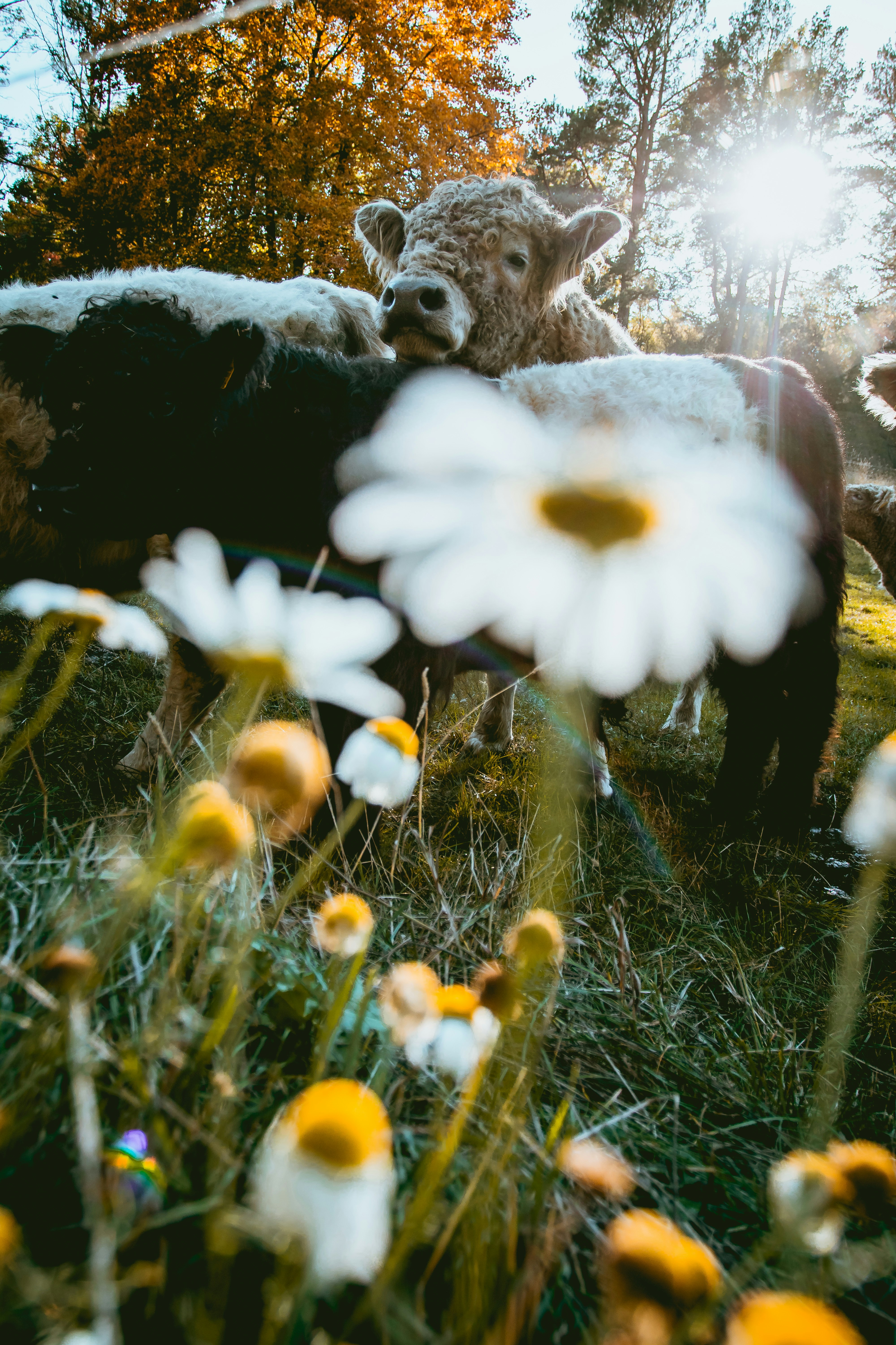Pasture Portrait: A Cow's Quiet Gaze Through Daisy Petals