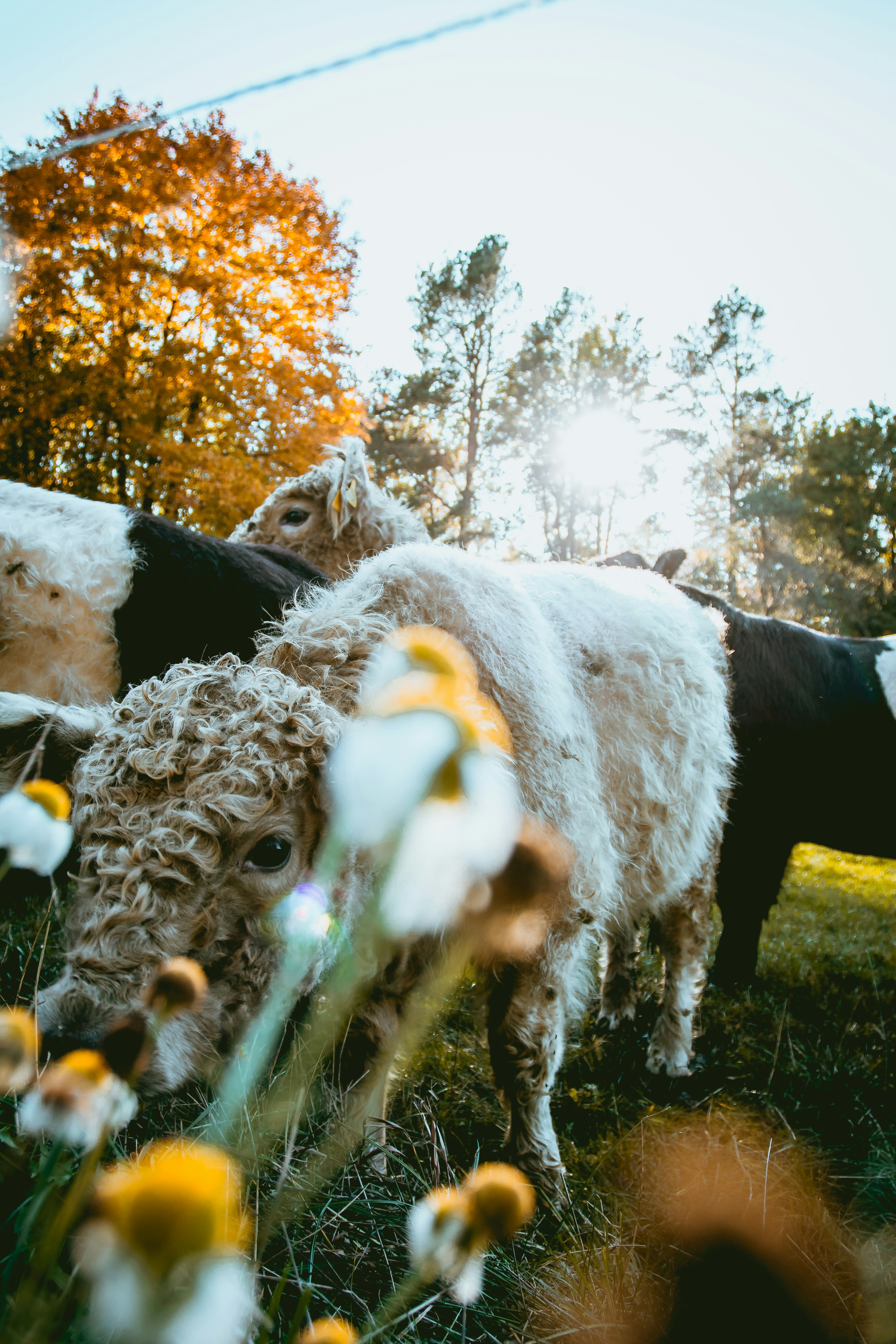 Cows and Flowers 2