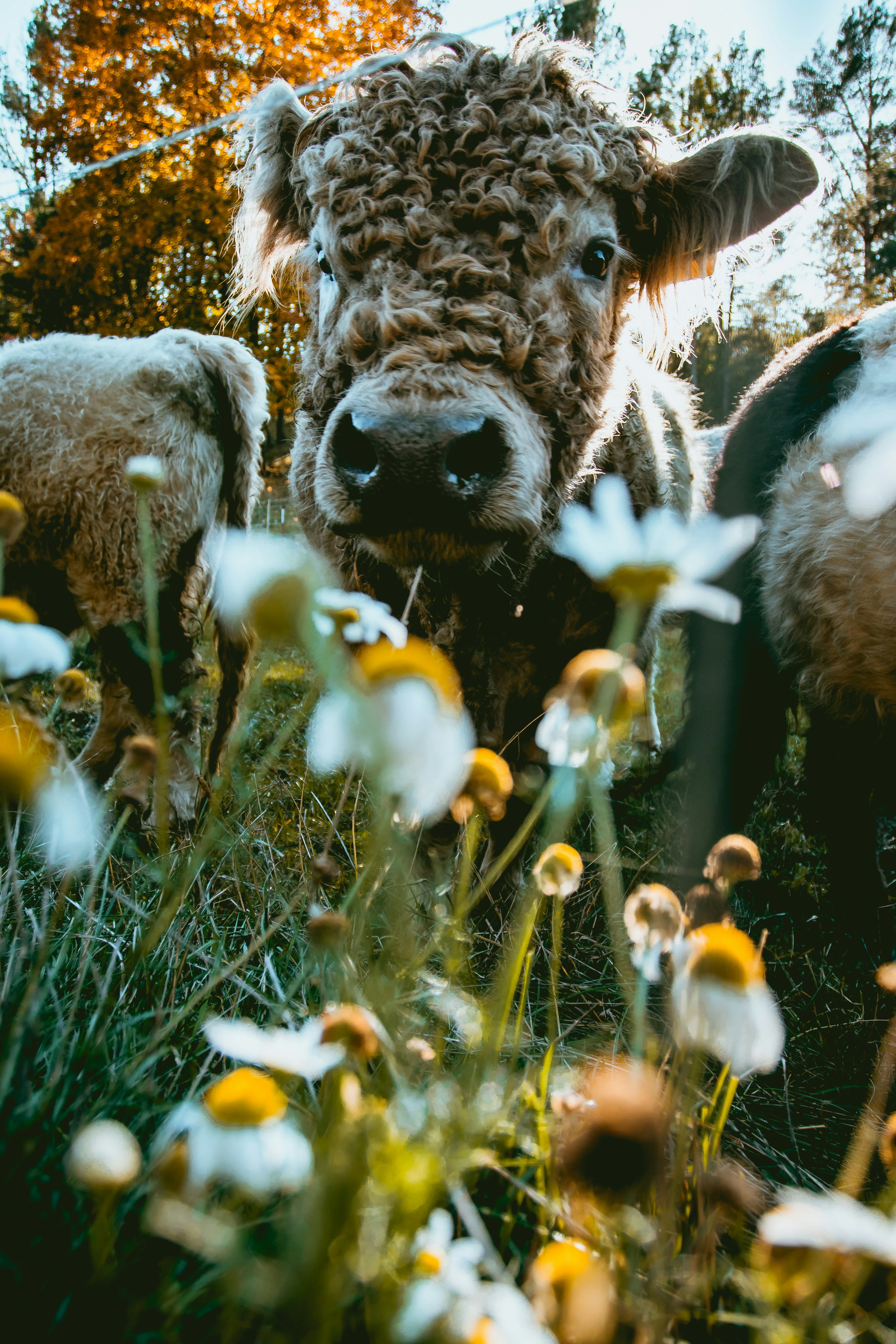 Muzzle in the Meadow: A Curious Cow Amid Daisies at Golden Hour