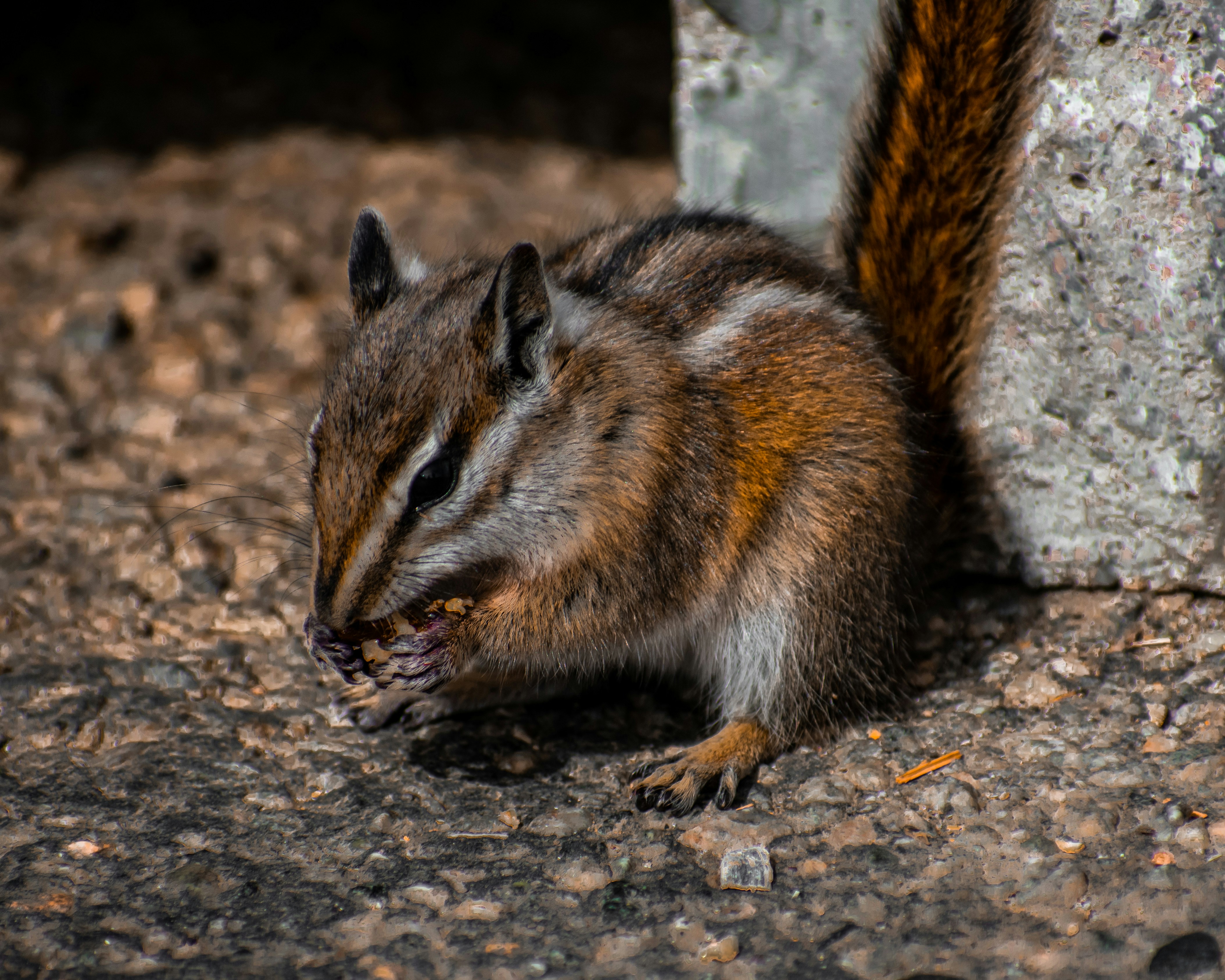 Sunlit nibble: a chipmunk nibbling seeds on sun-warmed gravel
