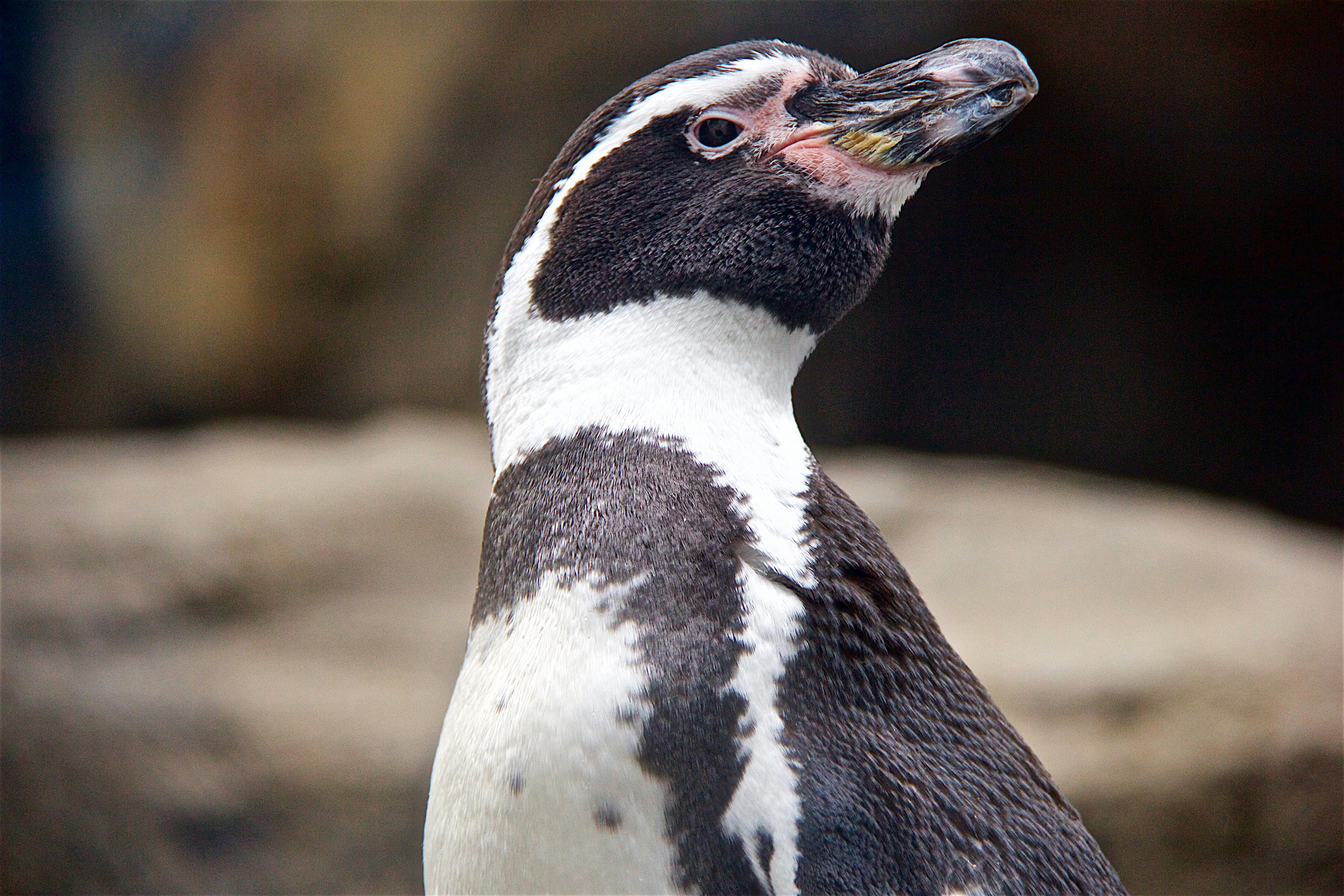 Fotografía de primer plano del patito blanco y negro foto – Imagen de ...