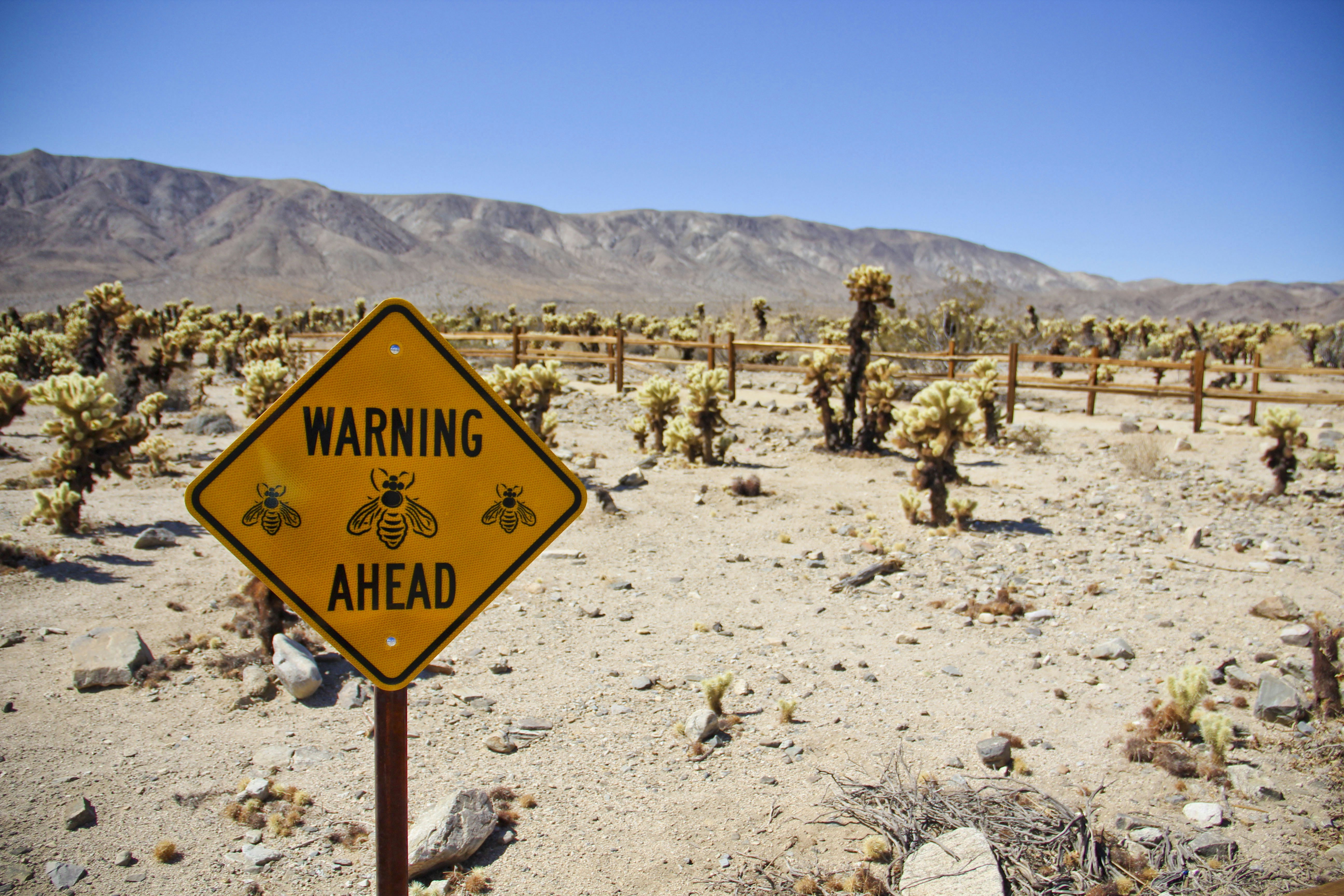 Warning Ahead: A Desert Road Sign in a Sparse Joshua-like Landscape