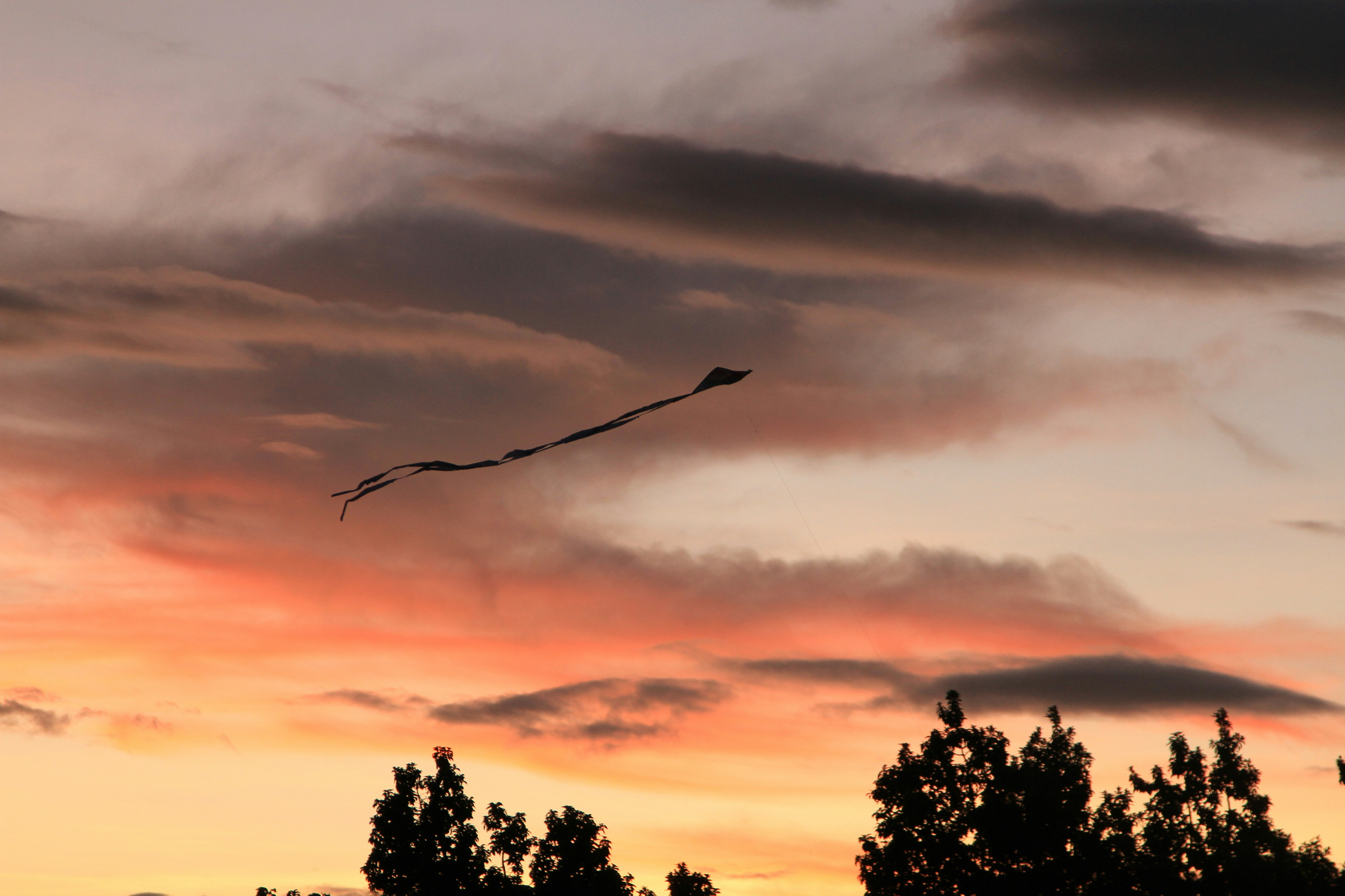 Twilight Dance of the Kite
