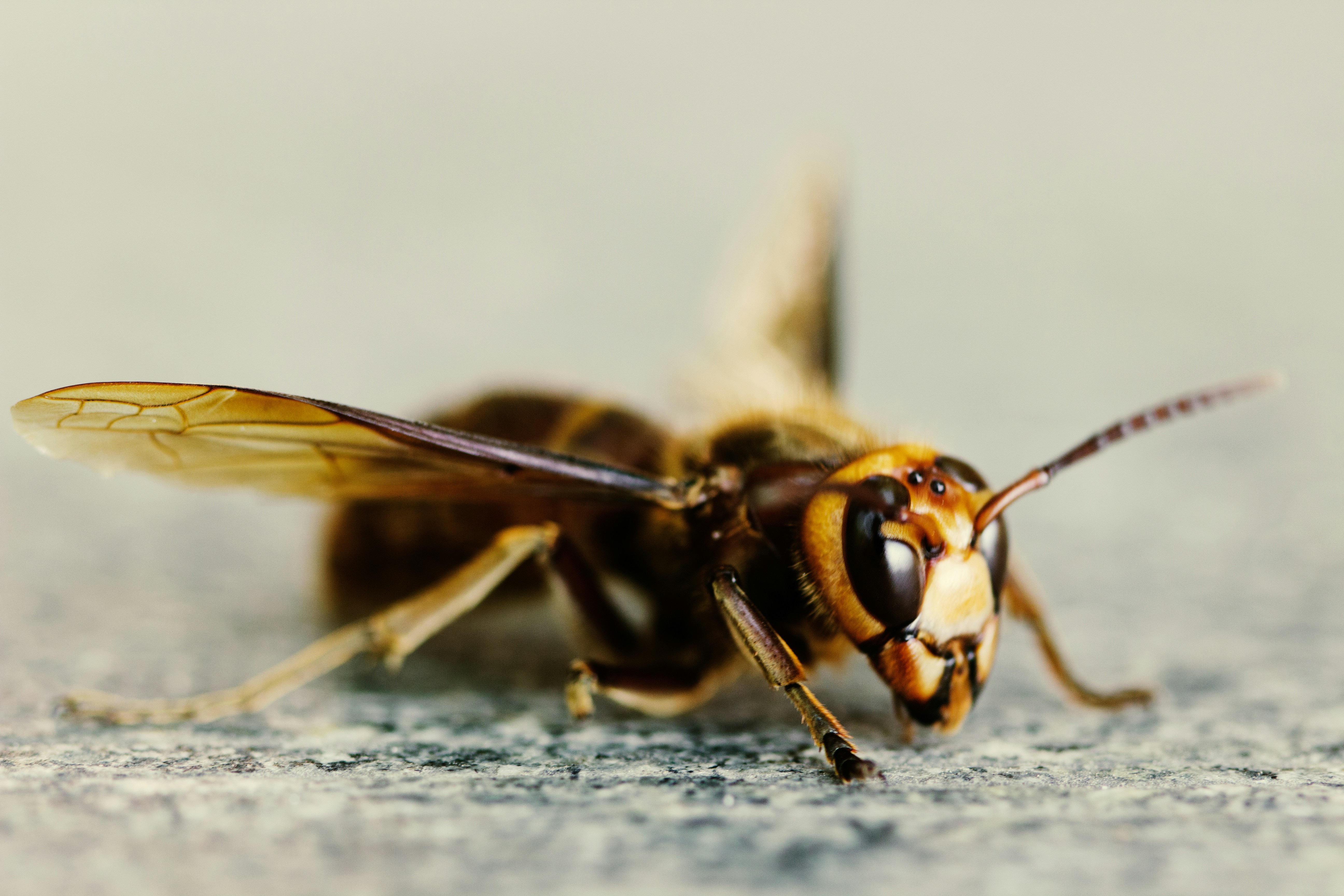 Macro view of a large wasp resting on a textured surface.
