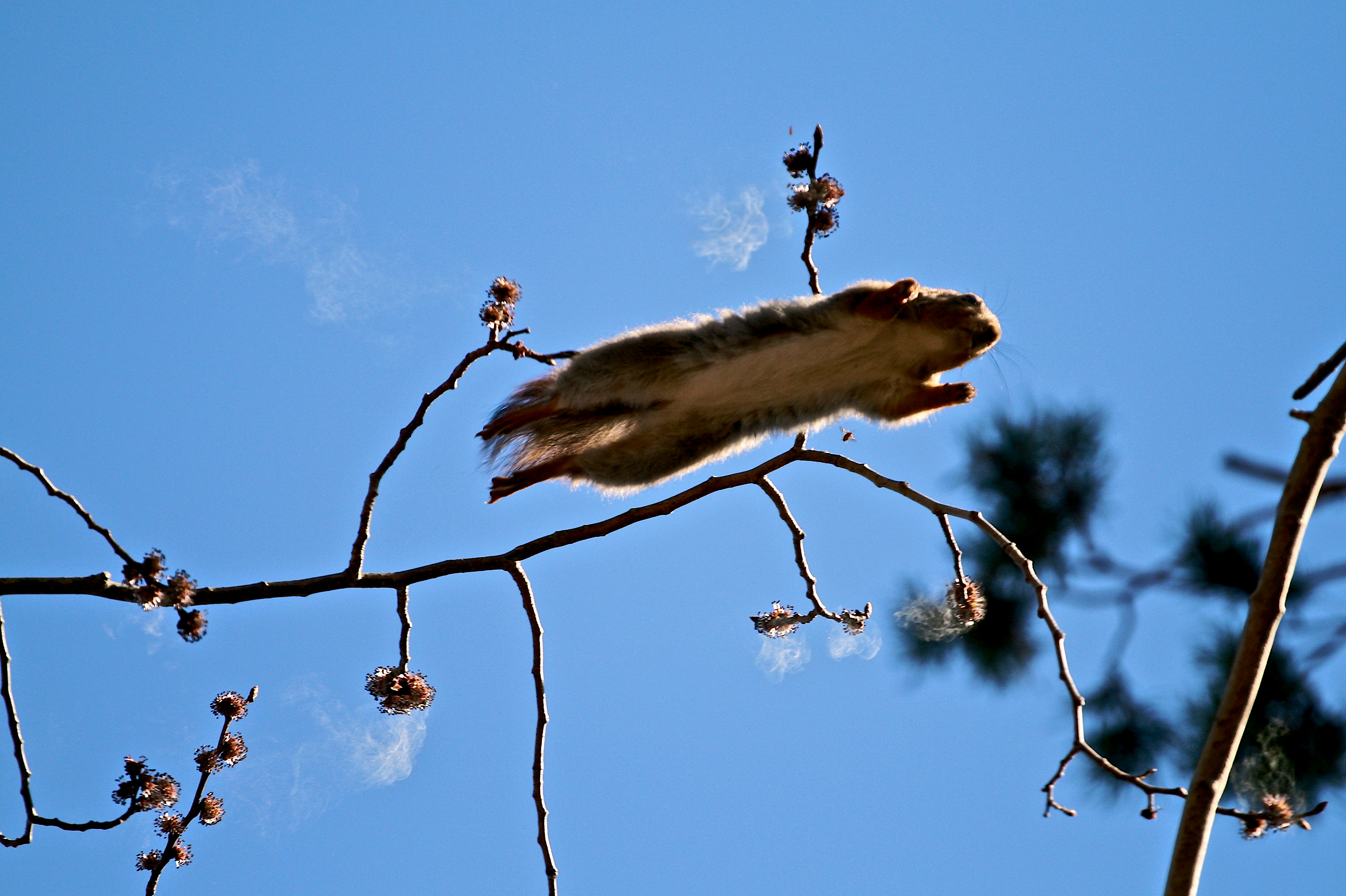 Squirrel mid-leap from a branch against a clear blue sky, showcasing its agility and grace. The scene captures the essence of wildlife in motion.