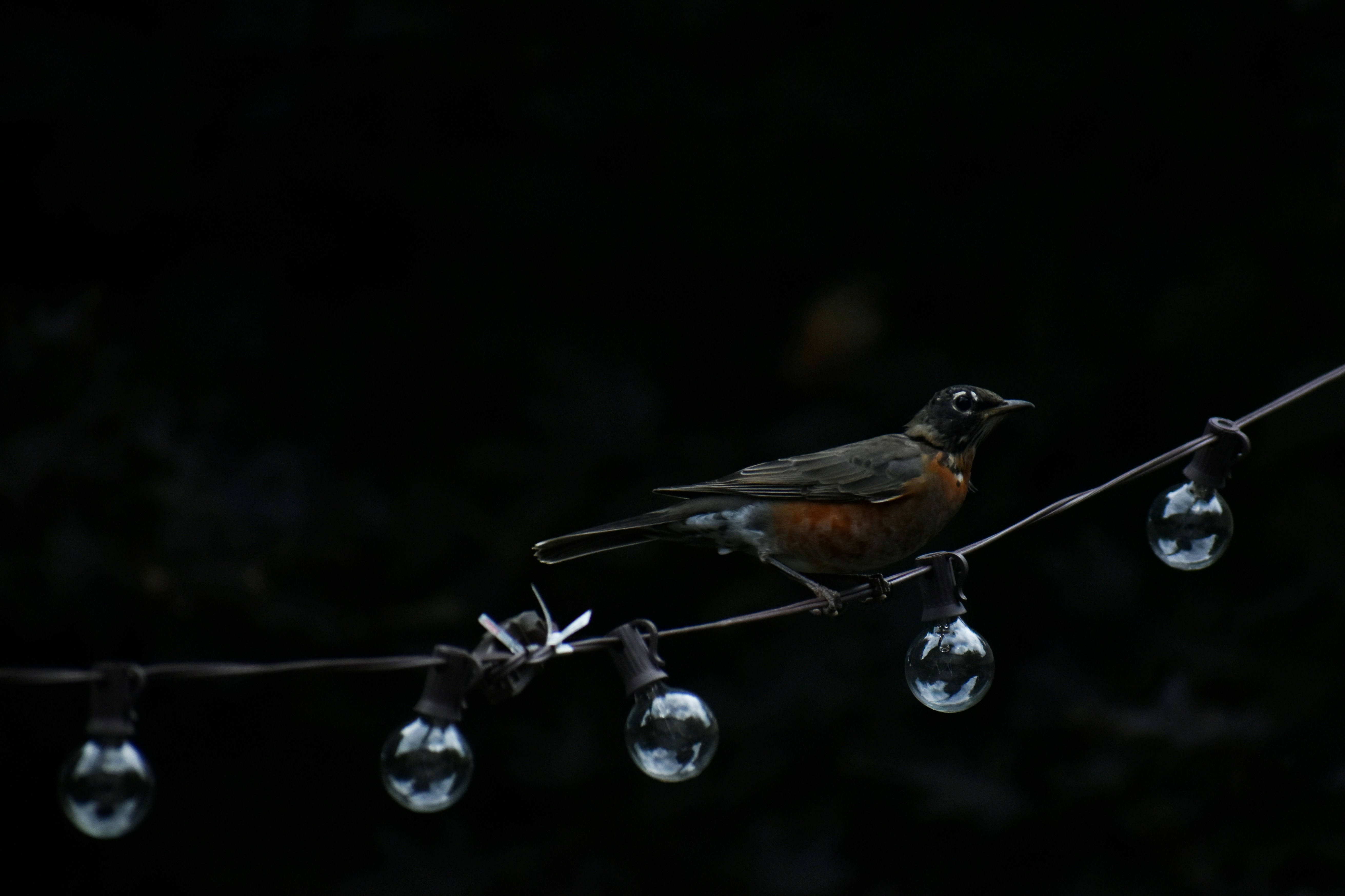 Nocturnal Robin on a Wire of Glass Orbs