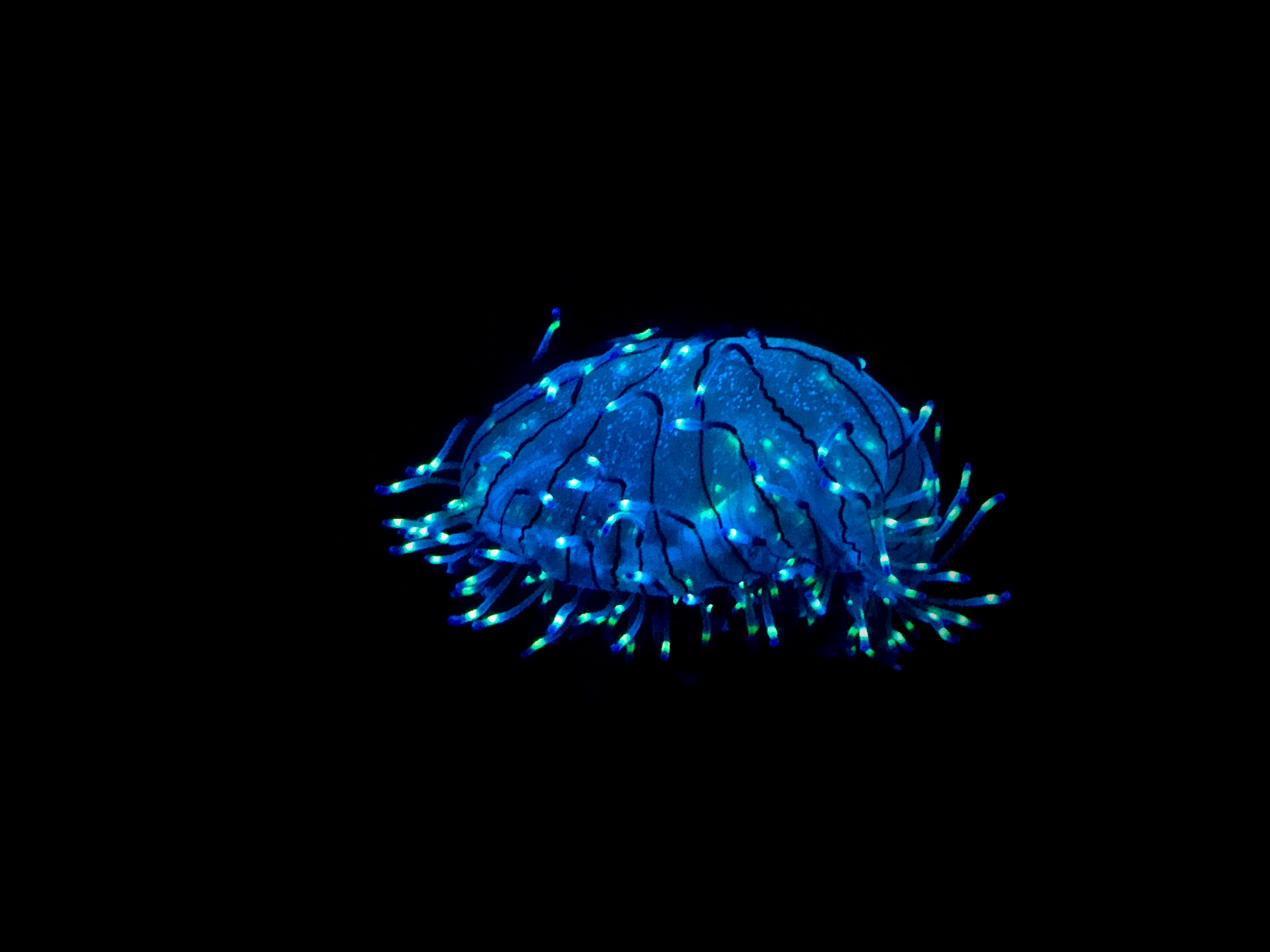 Blue Jelly Nebula: Neon Tentacles in a Velvet Void