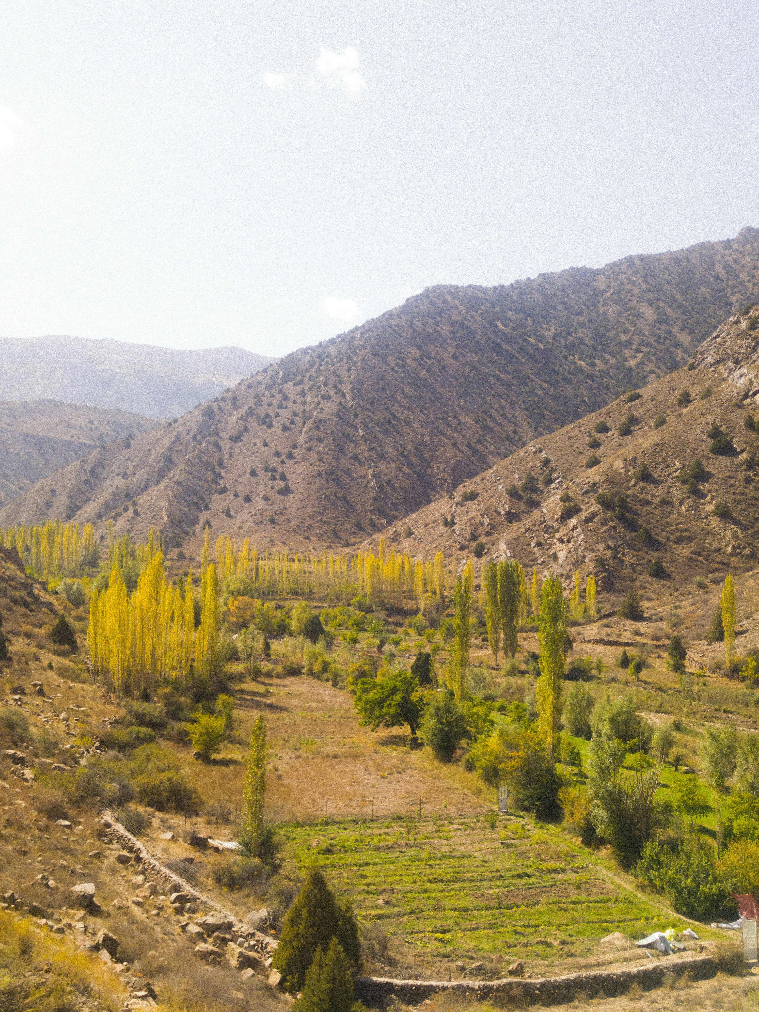 Terraced valley with rows of yellow-leaved trees in late autumn, set against rugged hills under a pale sky.
