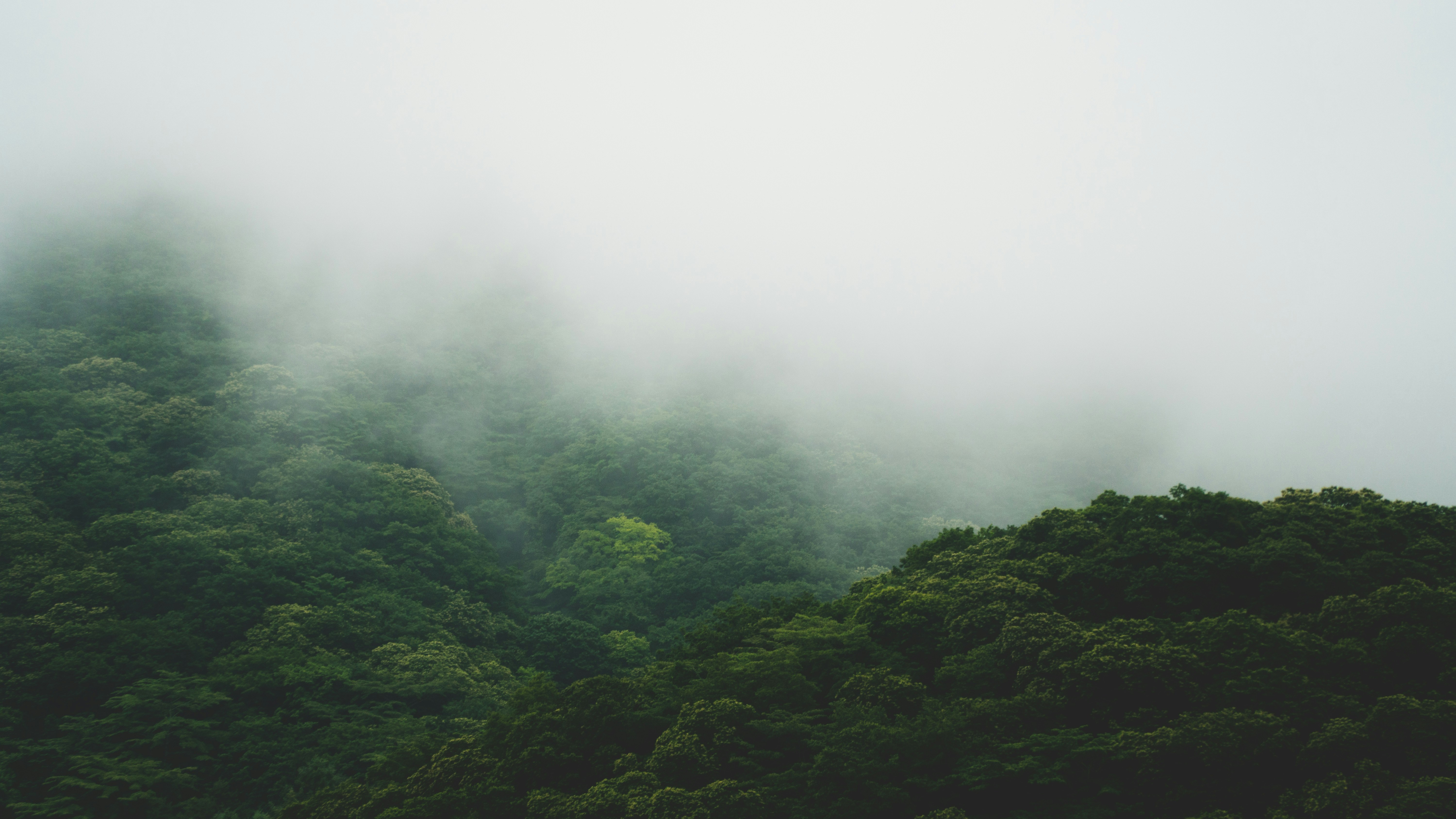 Foto Bosque verde neblinoso – Imagen Naturaleza gratis en Unsplash