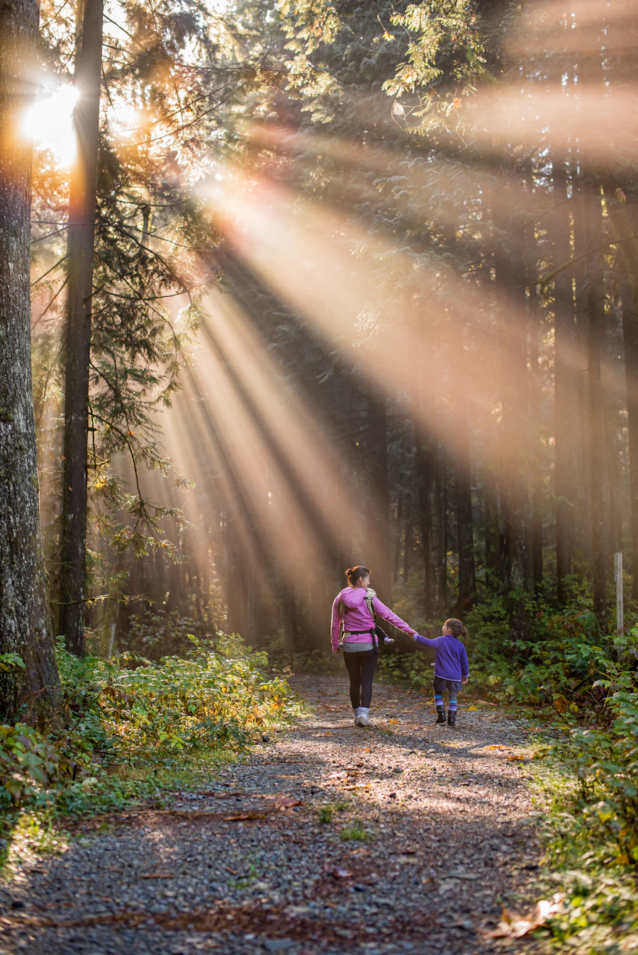 A woman and child walk hand in hand down a sunlit forest path, with dramatic beams of light streaming through tall trees.