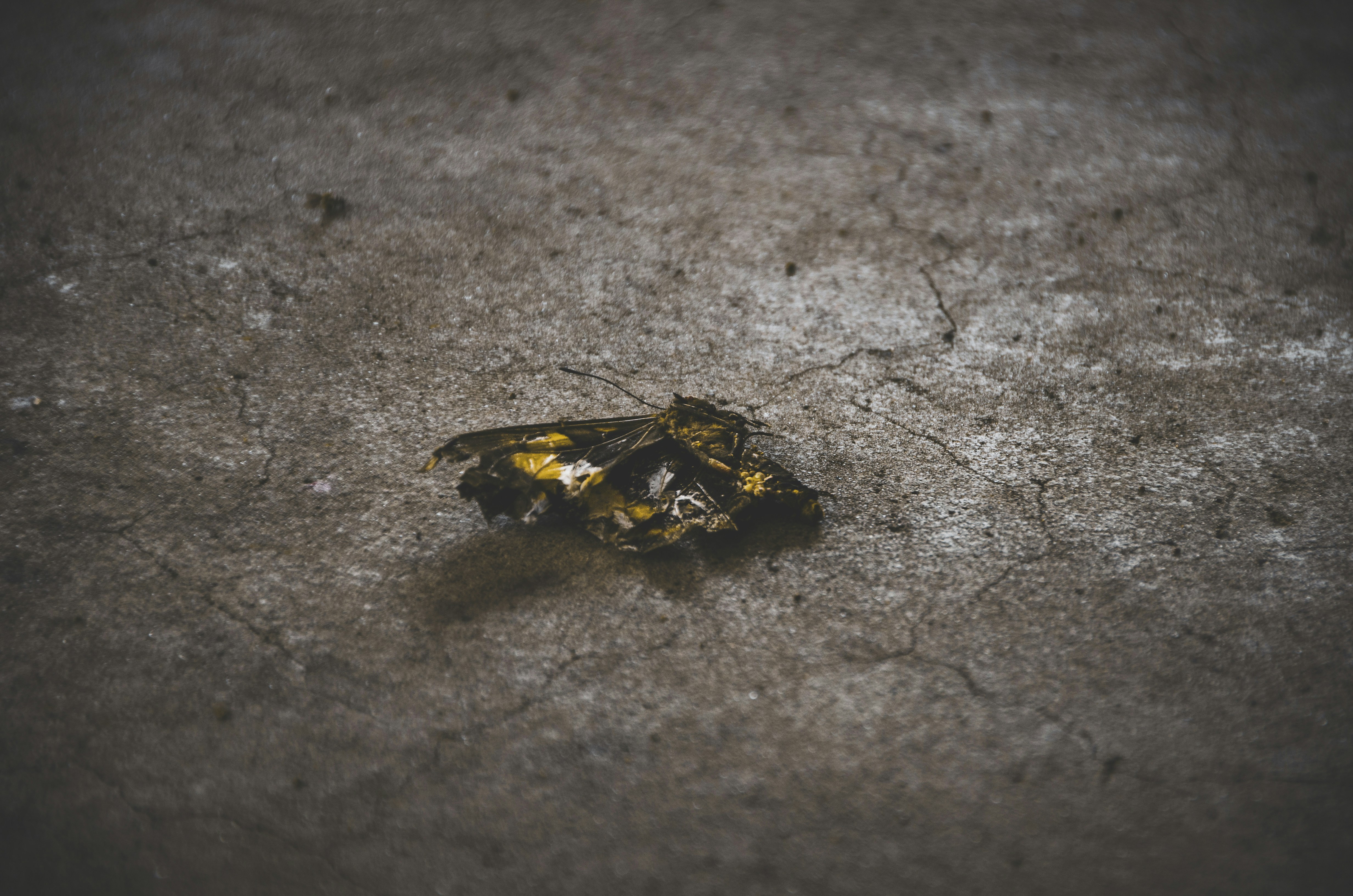 Yellow-Winged Moth on Cracked Earth: A Quiet Micro-Scene