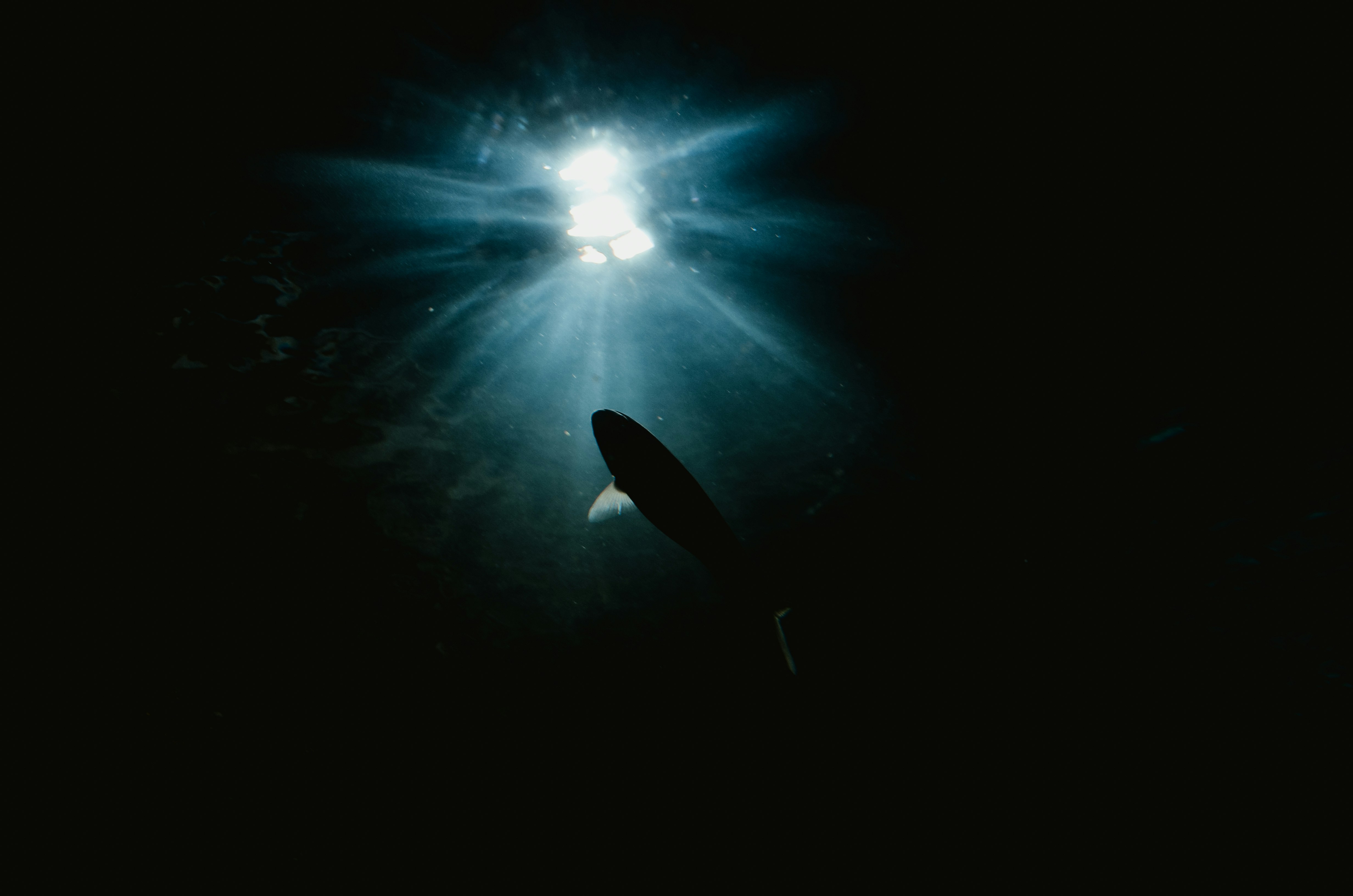 Abyssal Spotlight: A Solitary Silhouette Drifts Under Ocean Light
