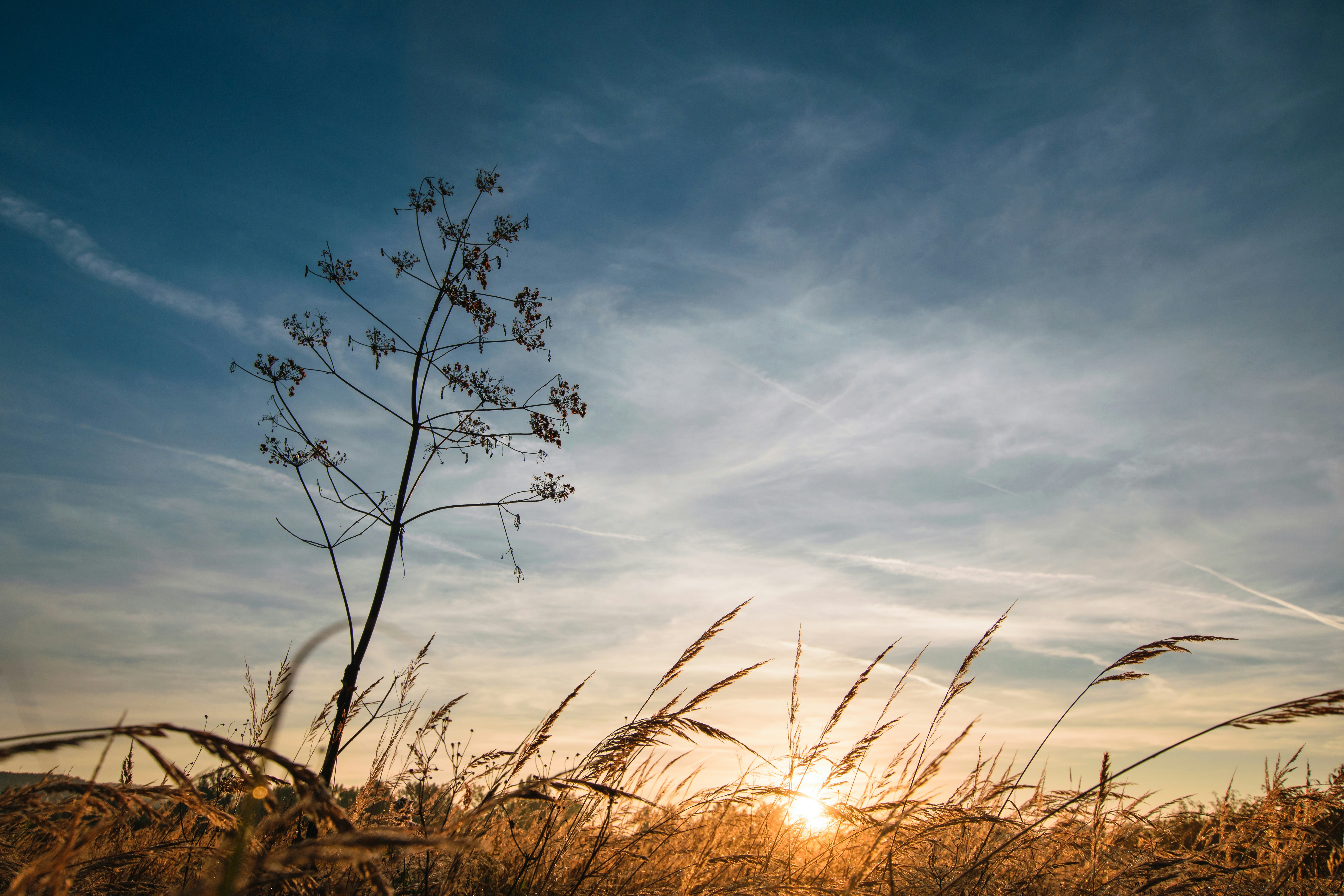 Sunrise Symphony in the Meadow
