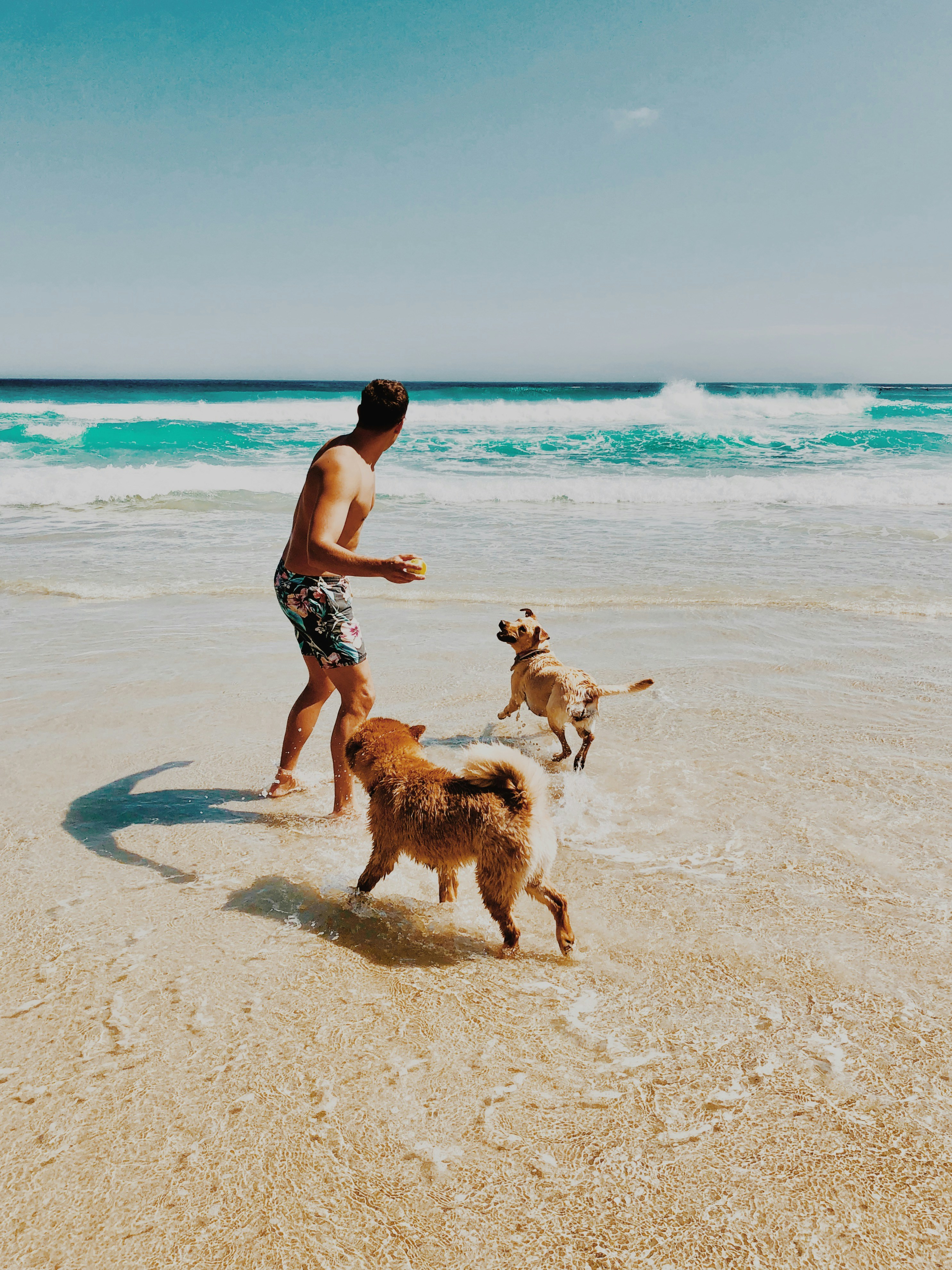 A man in swim shorts throws a ball while two dogs joyfully splash in the shallow waves at the beach. The vibrant ocean backdrop enhances the playful atmosphere.