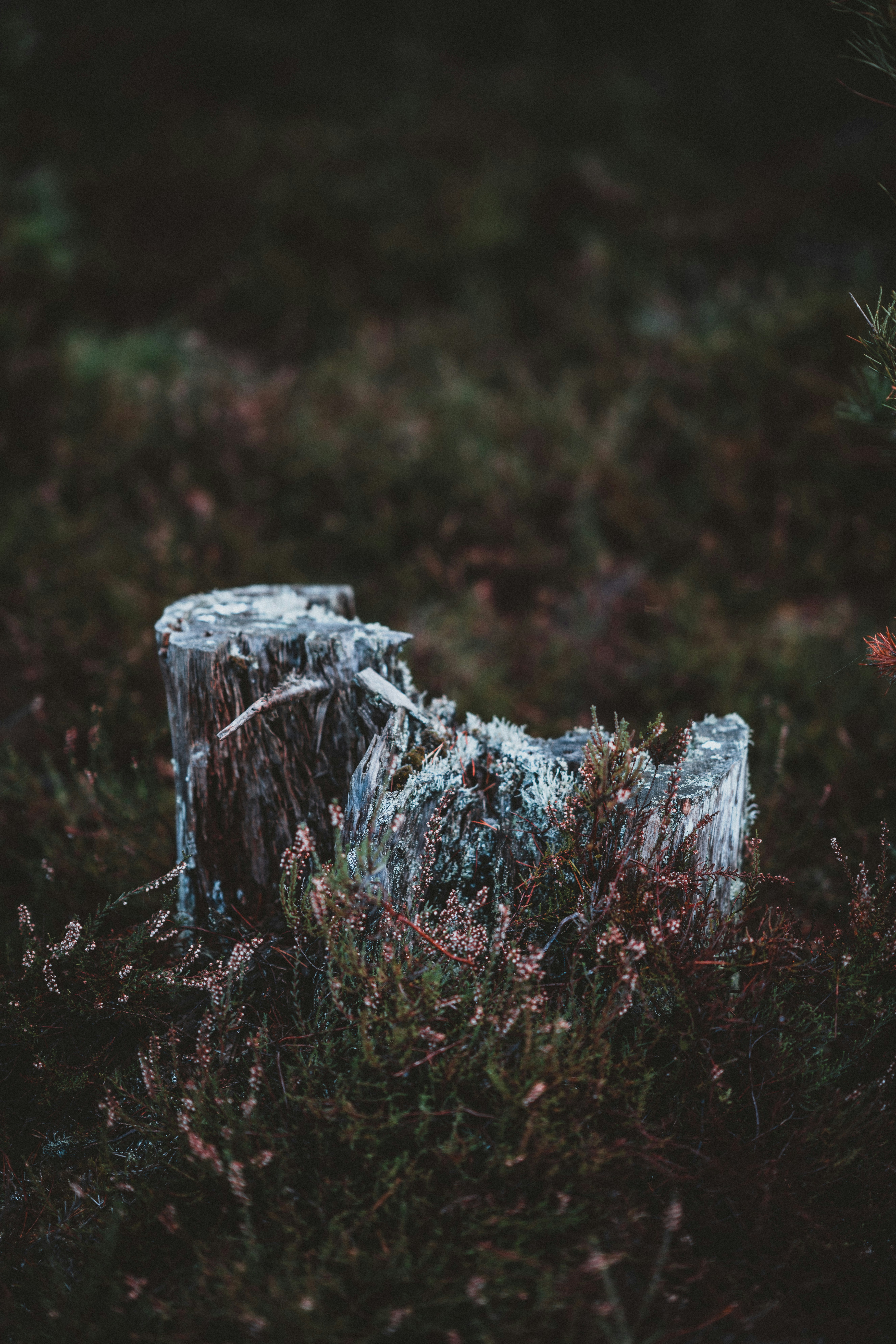 Frosted stump in a quiet heath