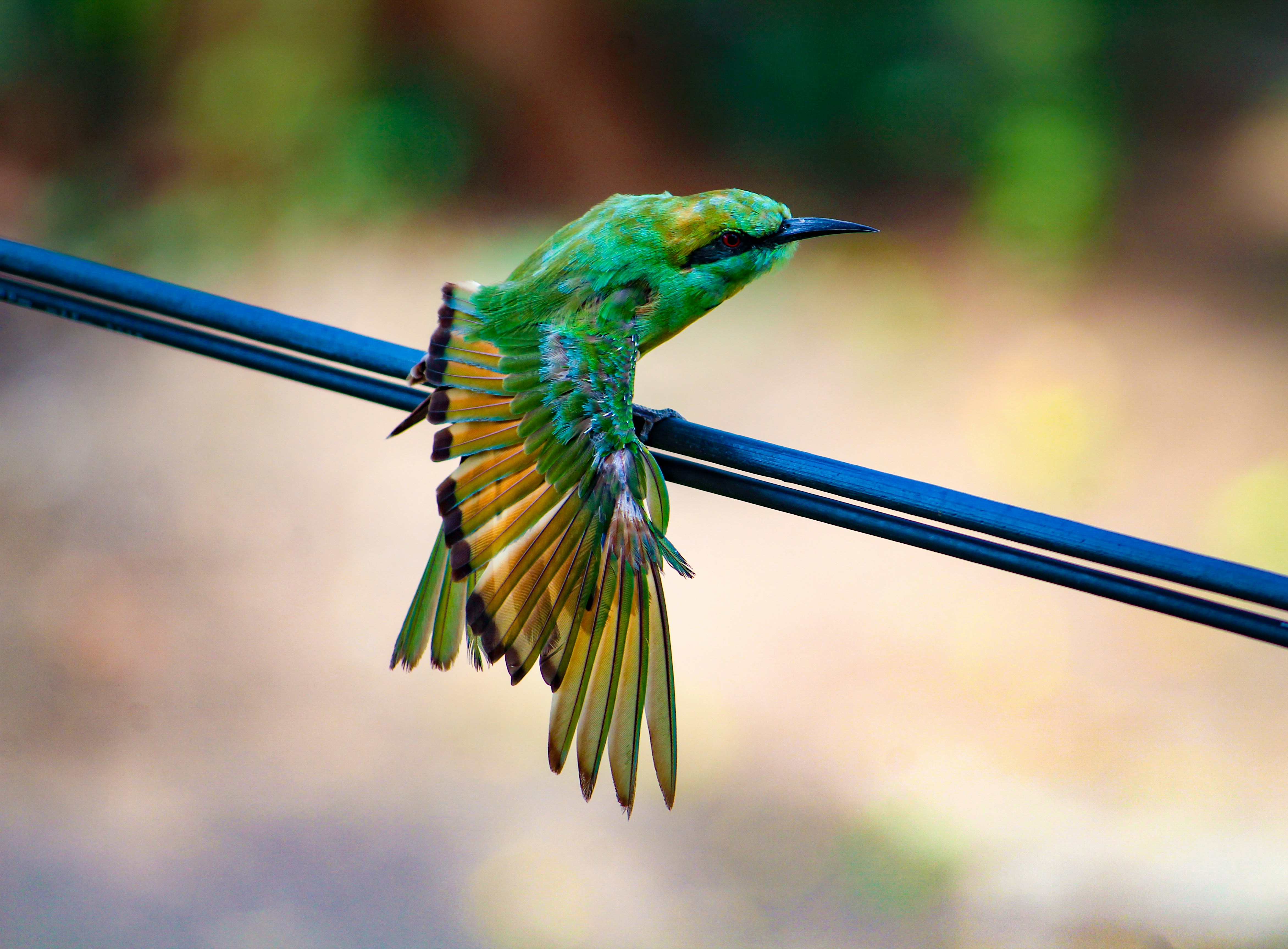 Green Hummingbird in mid-flight across a sunlit backdrop