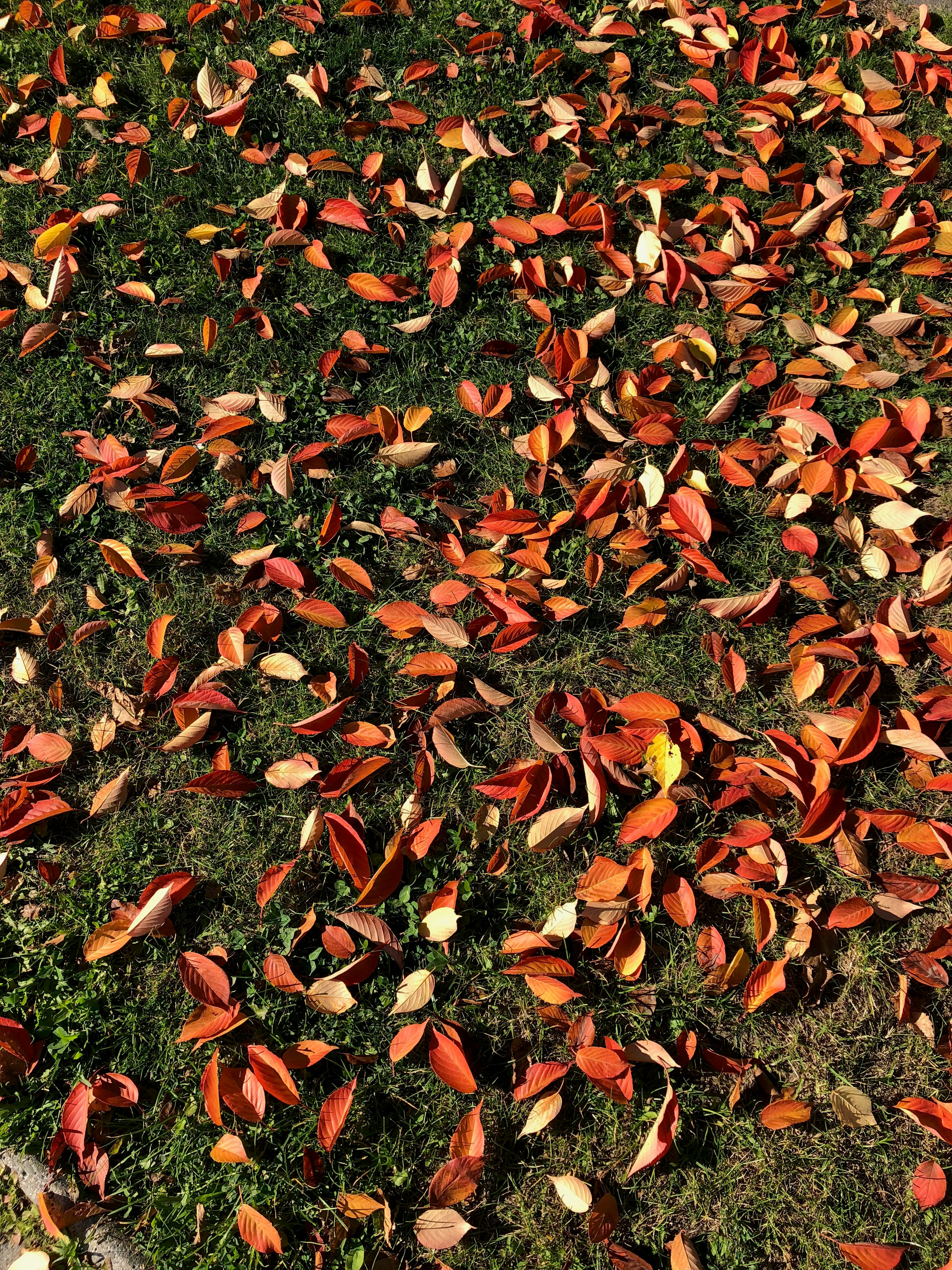 Crimson Confetti on a Green Lawn