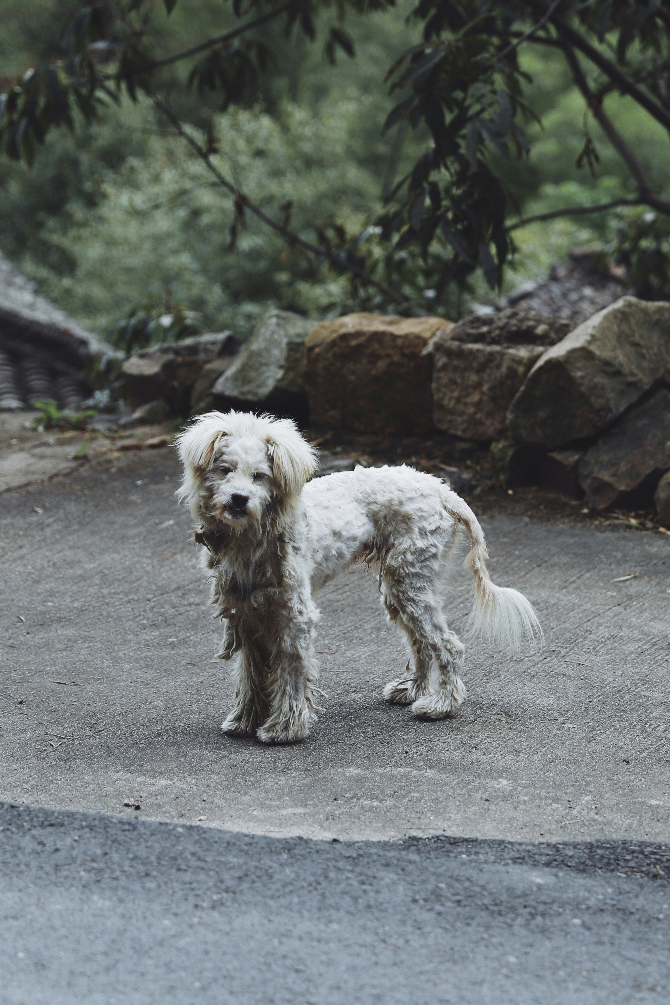 A fluffy dog stands on a concrete path surrounded by greenery and stones, exuding a curious charm.