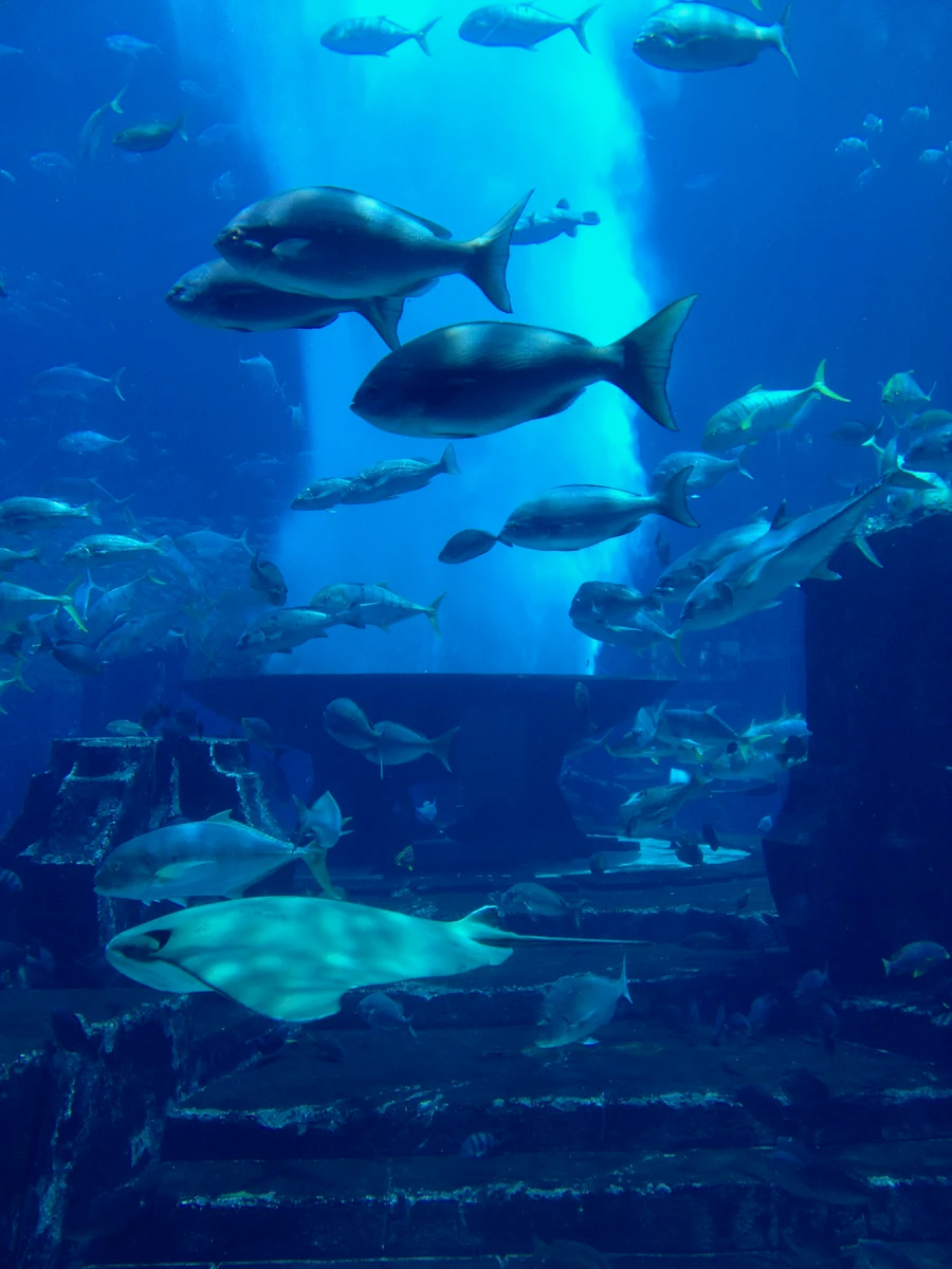 Dozens of fish swim through a large blue-lit aquarium tank, with a bright vertical shaft of light in the center and dark rocky structures below.