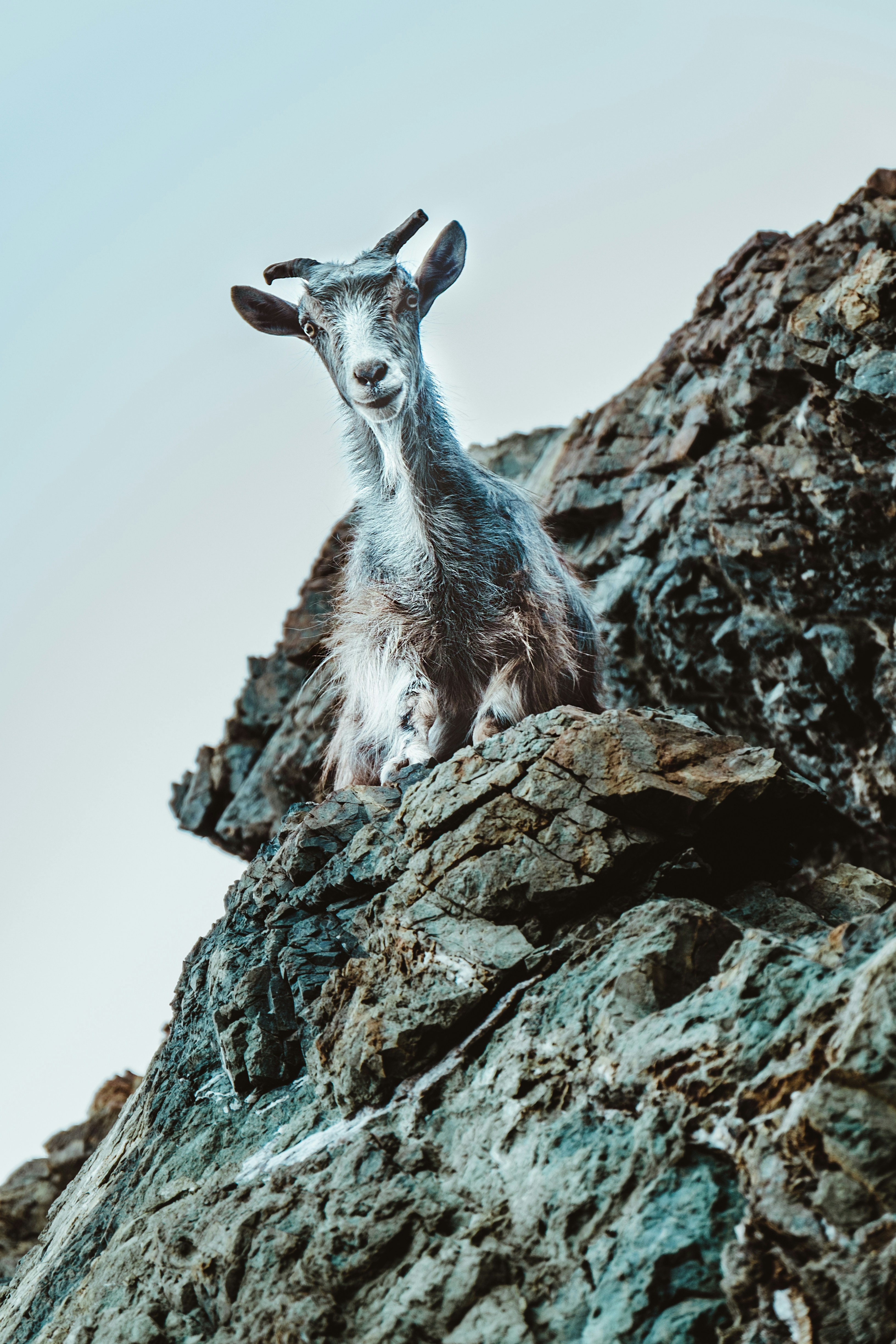 White and gray goat on rock formation at daytime photo – Free Animal ...
